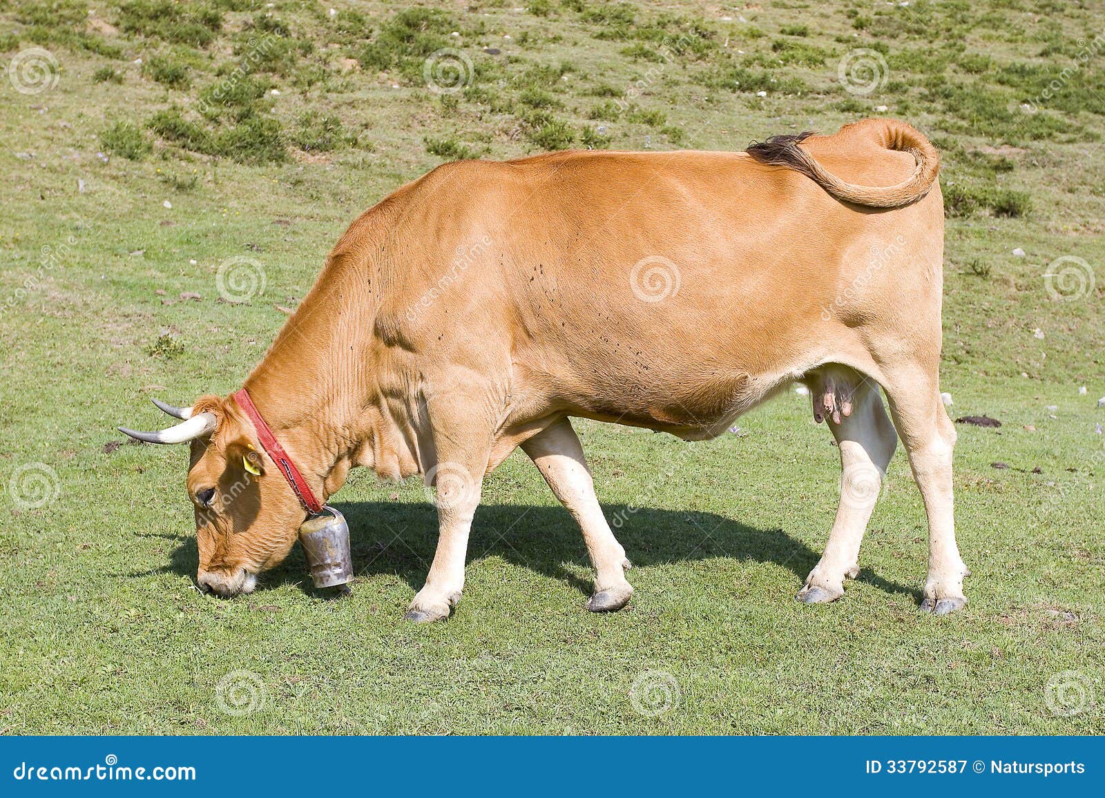 Mucca immagine stock. Immagine di consumo, animale, mammifero - 33792587