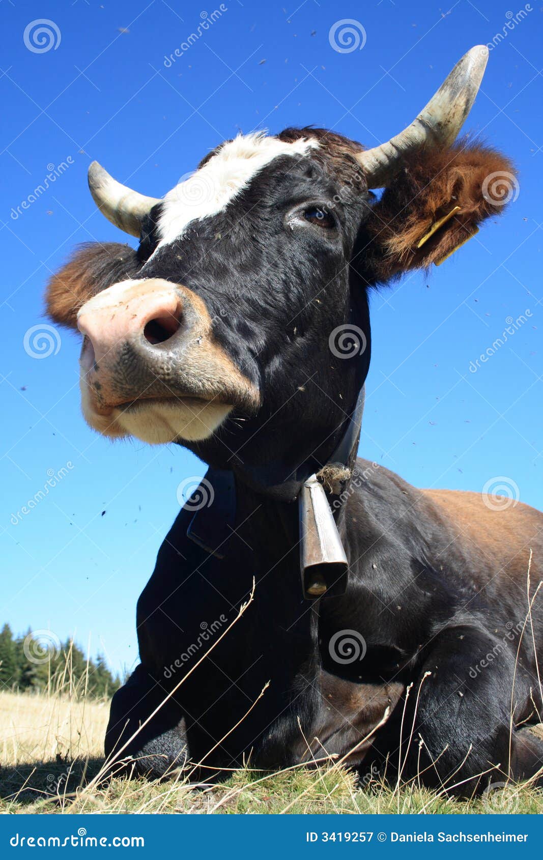 Mucca immagine stock. Immagine di formaggio, campagna - 3419257