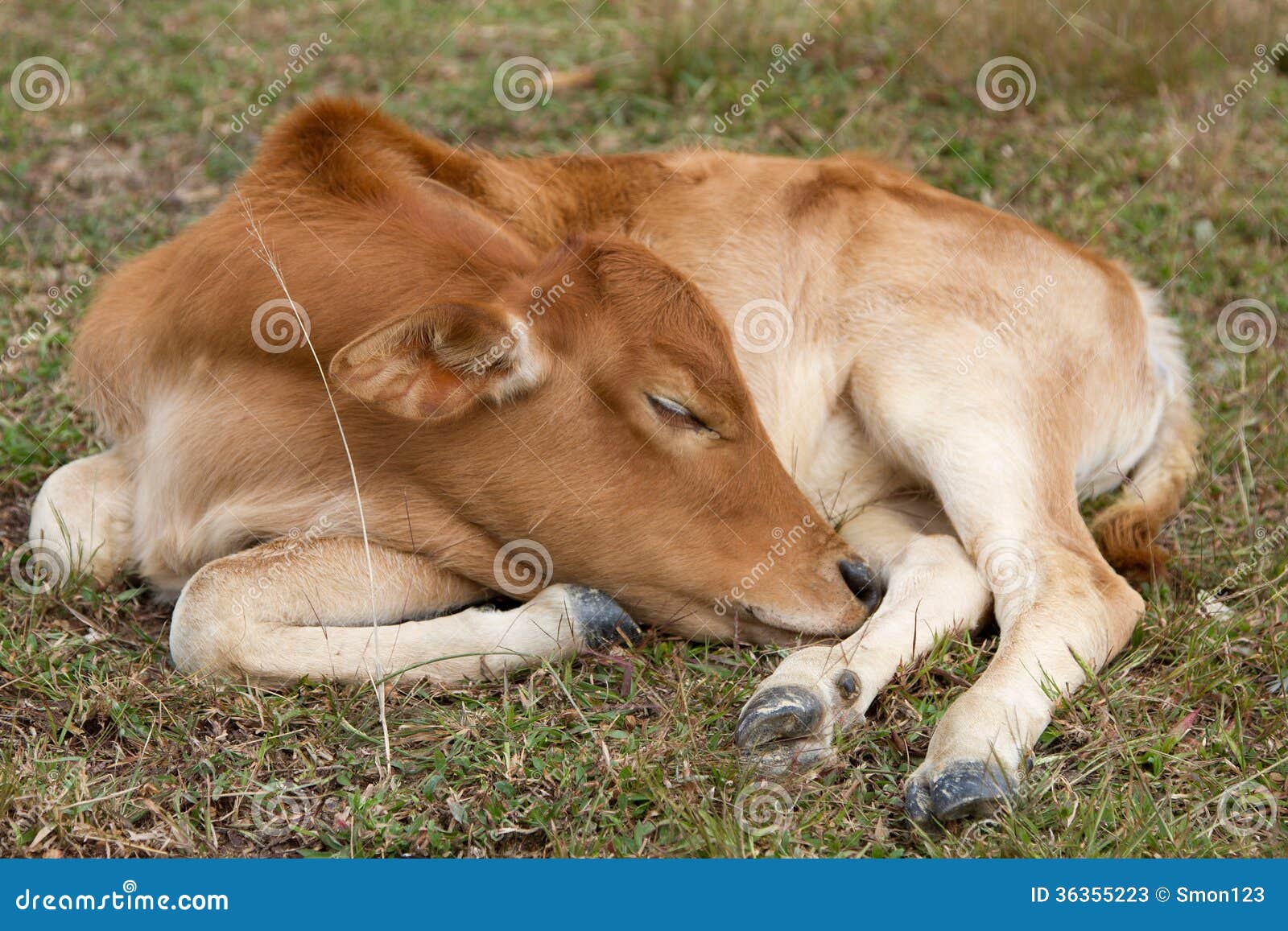 Mucca immagine stock. Immagine di fauna, pedigree, farmland - 36355223