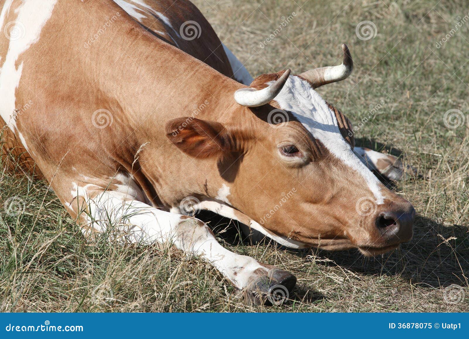 Mucca immagine stock. Immagine di raccolta, podere, orizzontale - 36878075