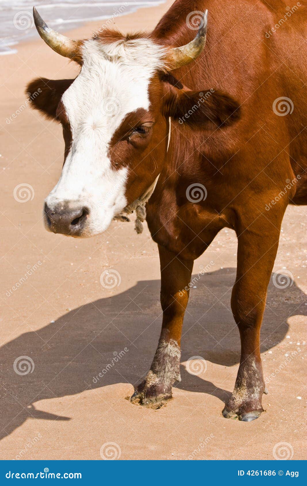 Mucca fotografia stock. Immagine di erba, pascolo, mungitrice - 4261686