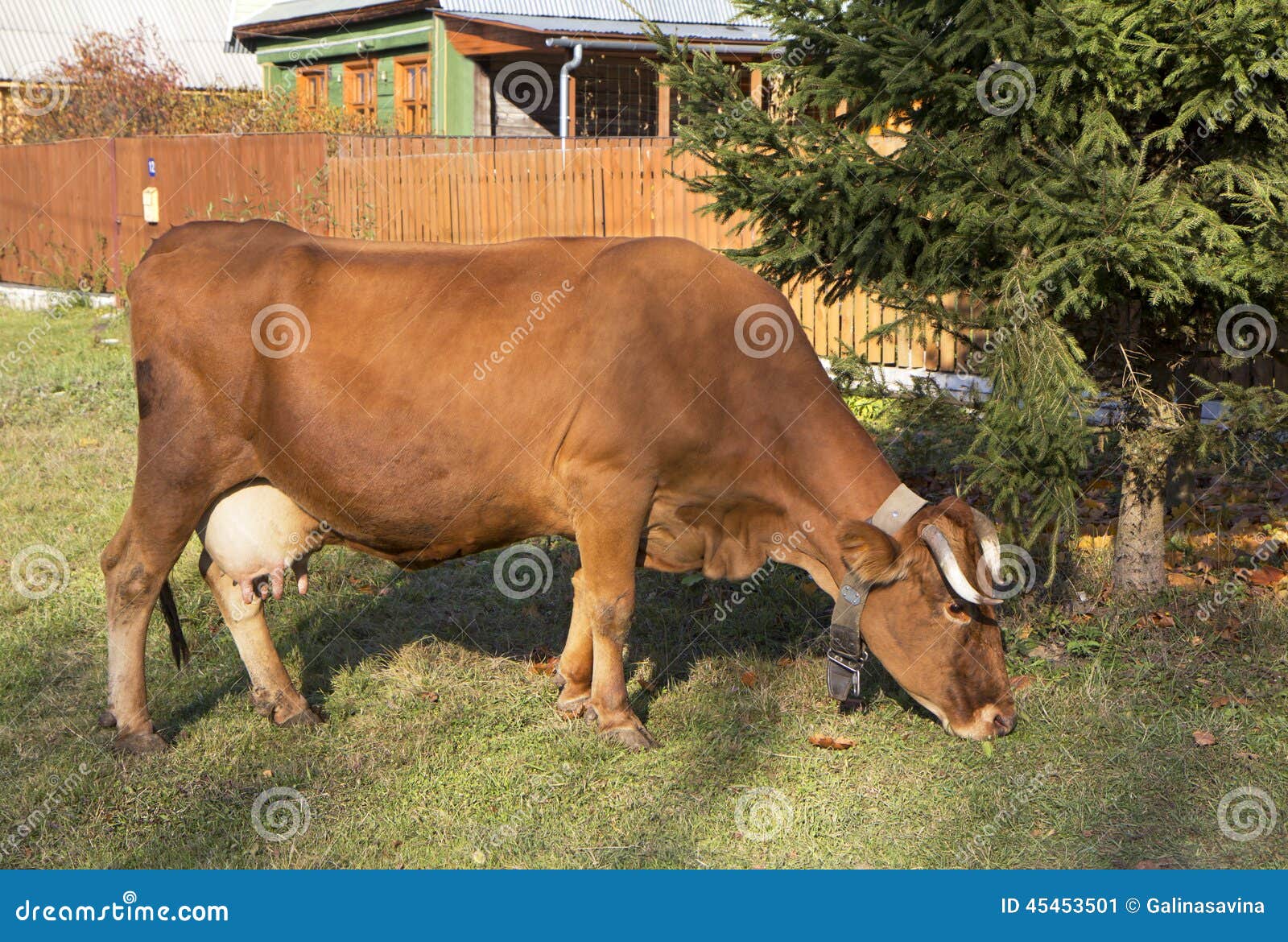 Mucca immagine stock. Immagine di latte, marrone, animale - 45453501