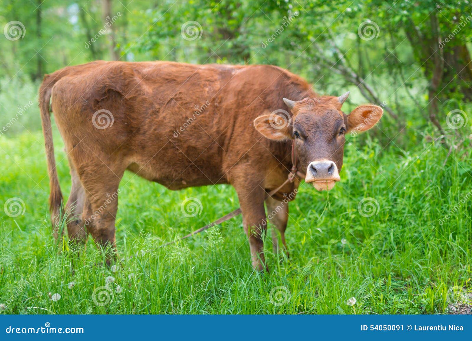 Mucca immagine stock. Immagine di bovino, paese, bestiame - 54050091