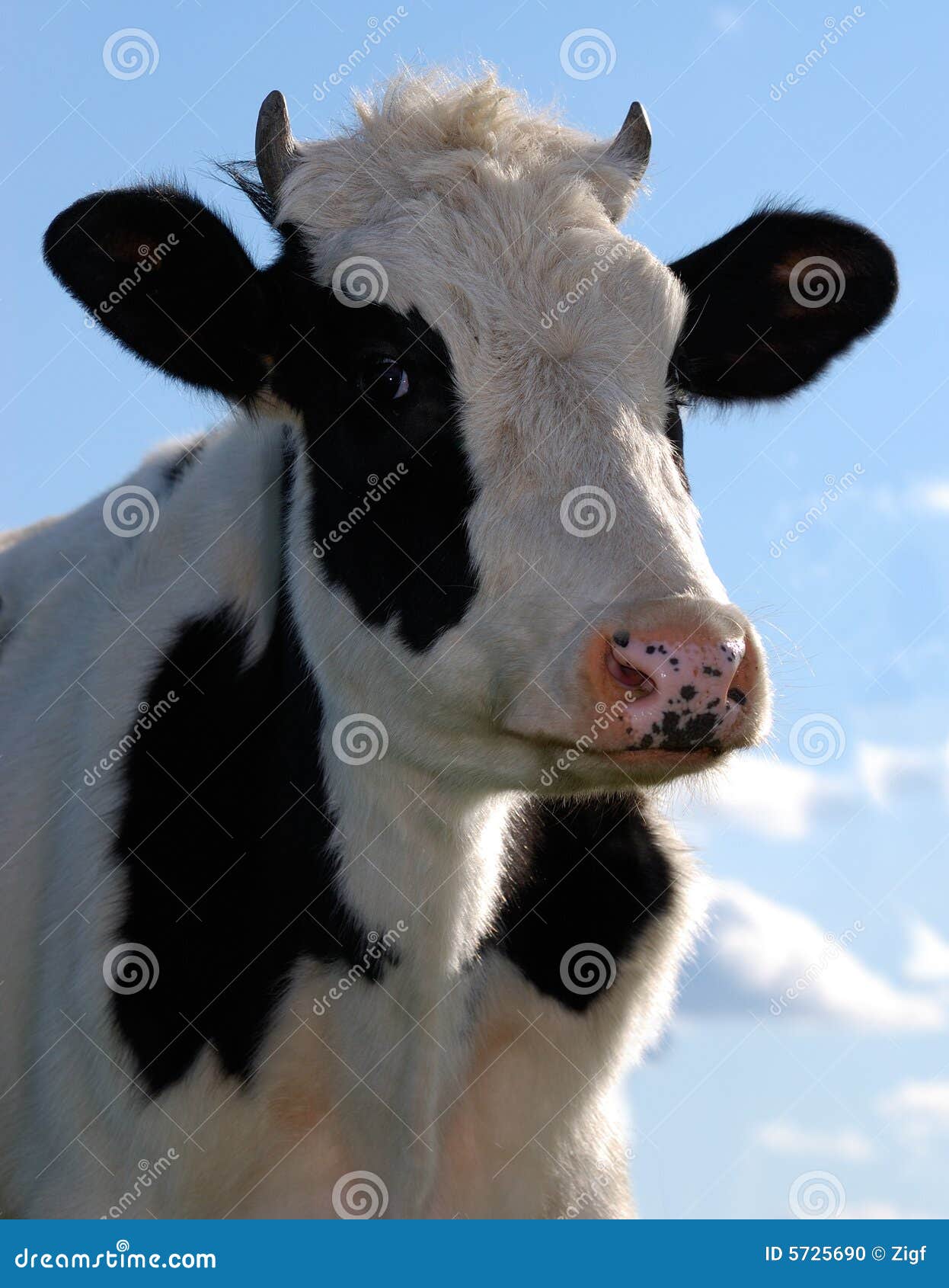 Mucca fotografia stock. Immagine di umore, paesaggio, vita - 5725690