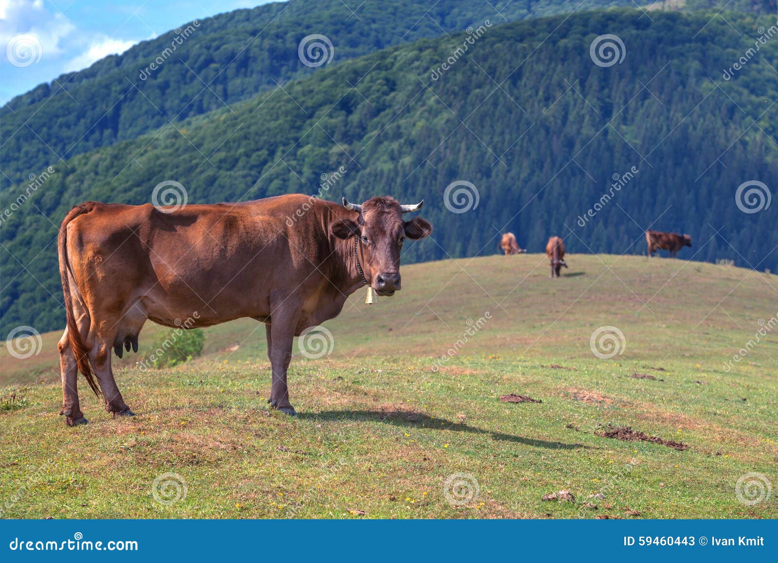 Mucca immagine stock. Immagine di estate, rurale, alpi - 59460443