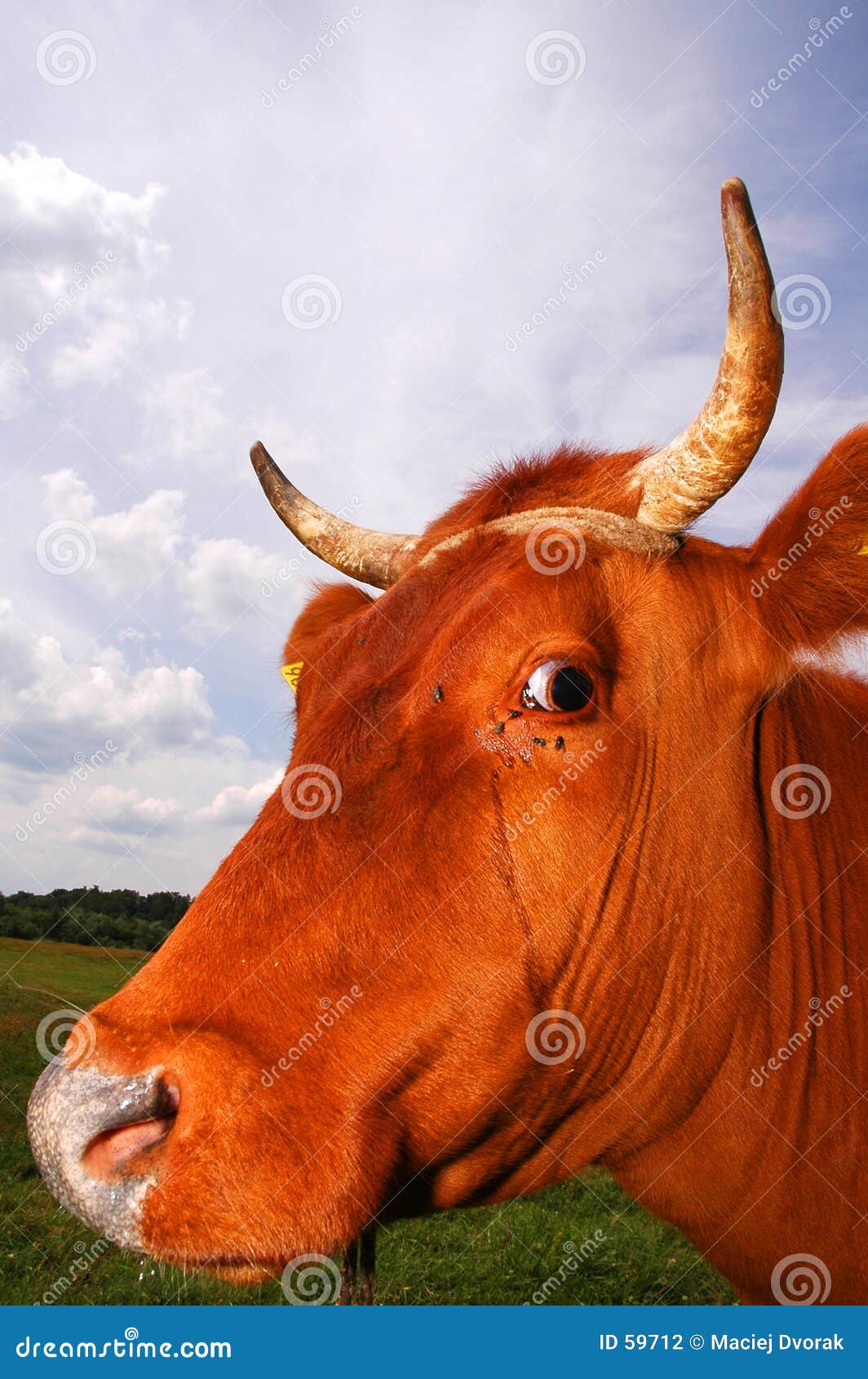 Mucca fotografia stock. Immagine di natura, contrasto, molla - 59712