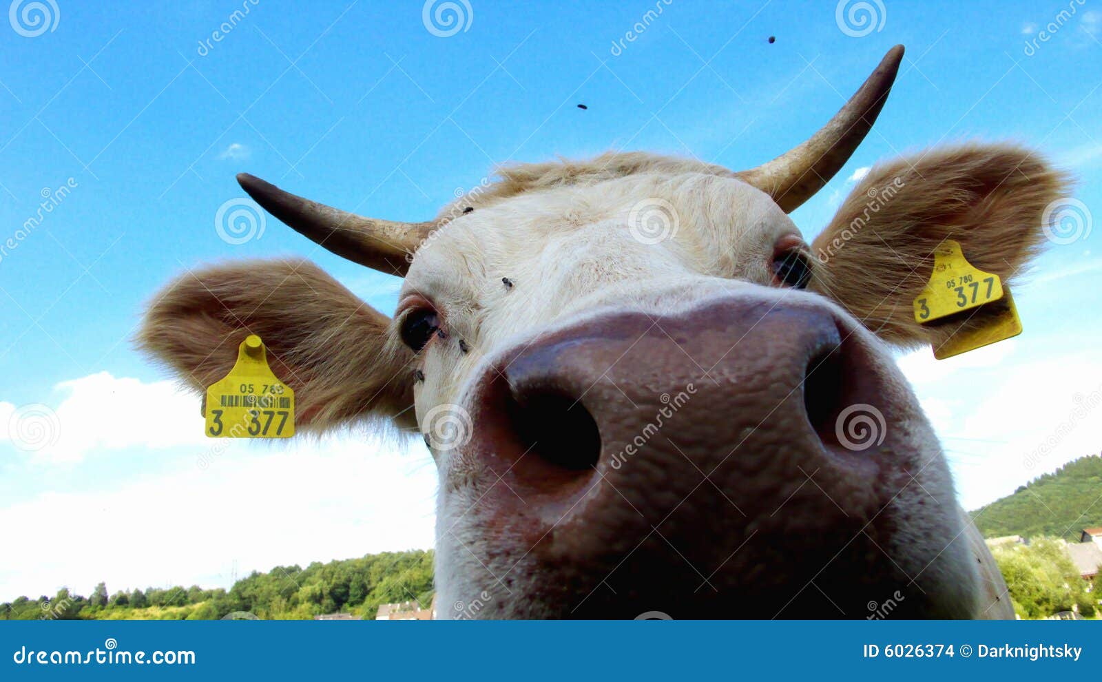 Mucca fotografia stock. Immagine di mucca, consumo, bovino - 6026374