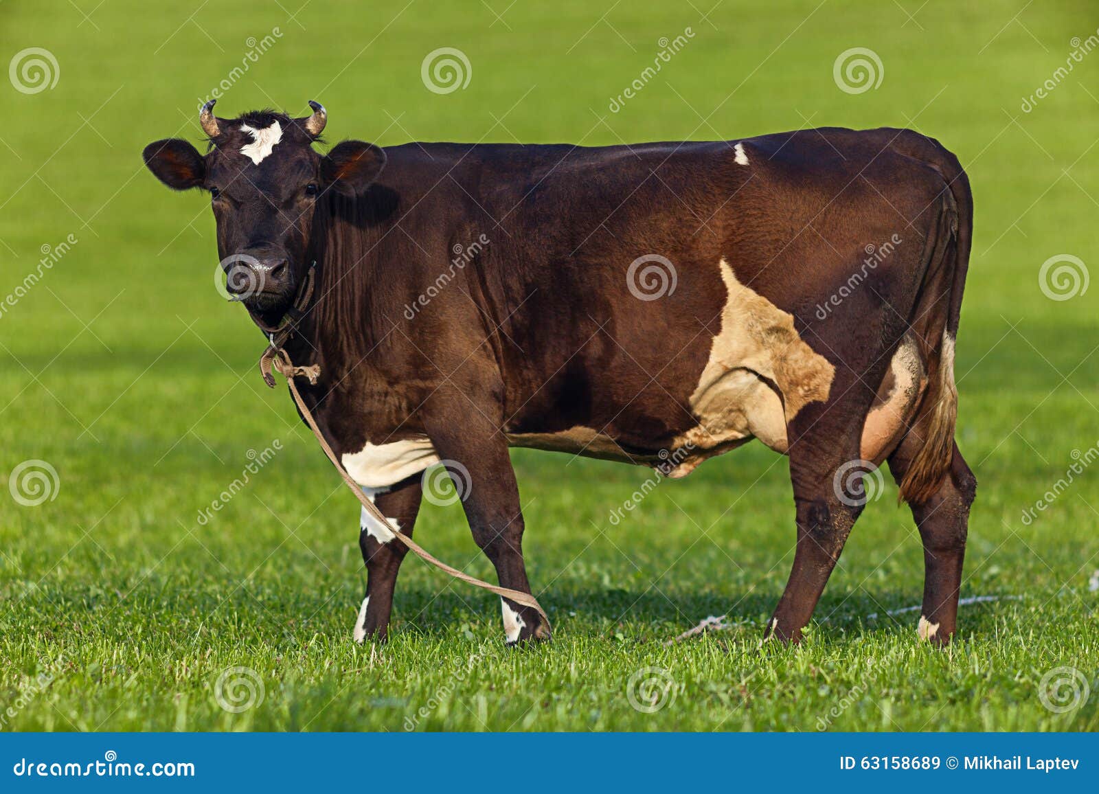 Mucca immagine stock. Immagine di agricoltura, nave, paesaggio - 63158689