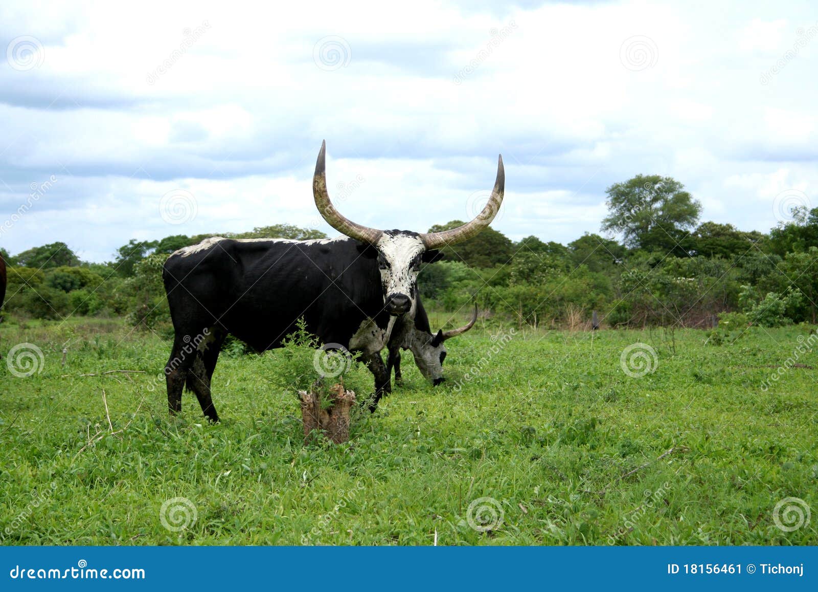 Mucca africana immagine stock. Immagine di toro, cadute - 18156461