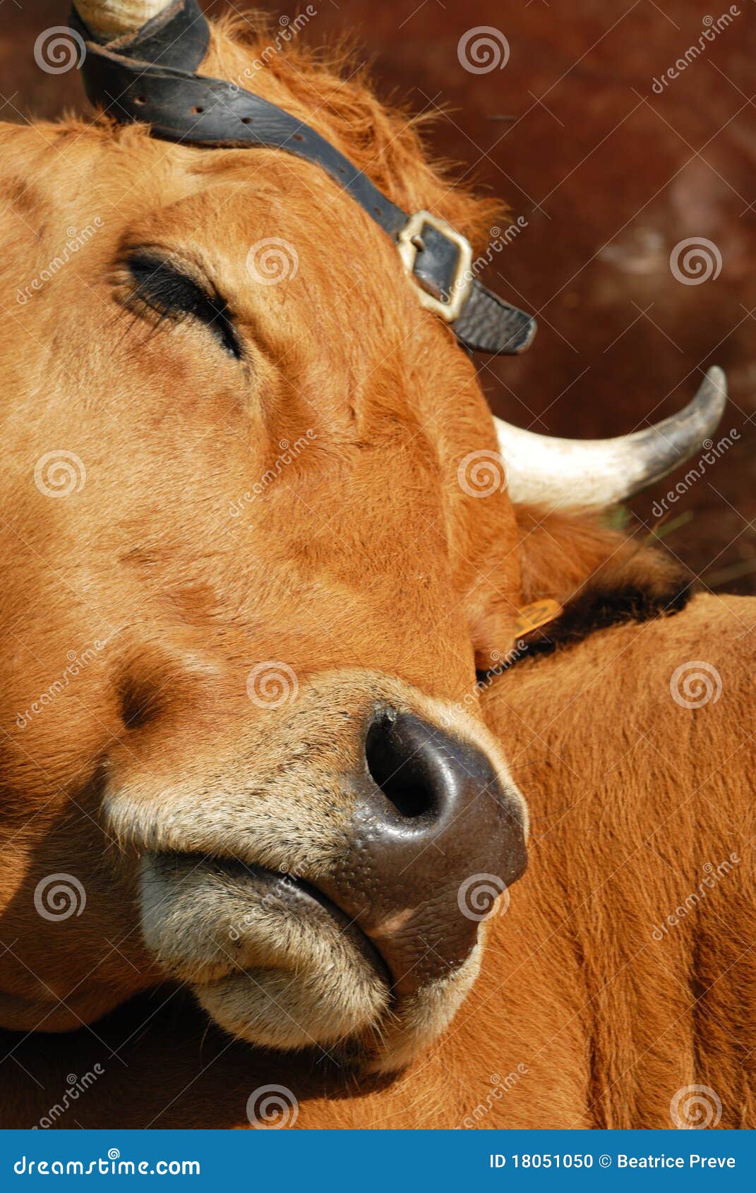 Mucca alpina fotografia stock. Immagine di bestiami, mucca - 18051050