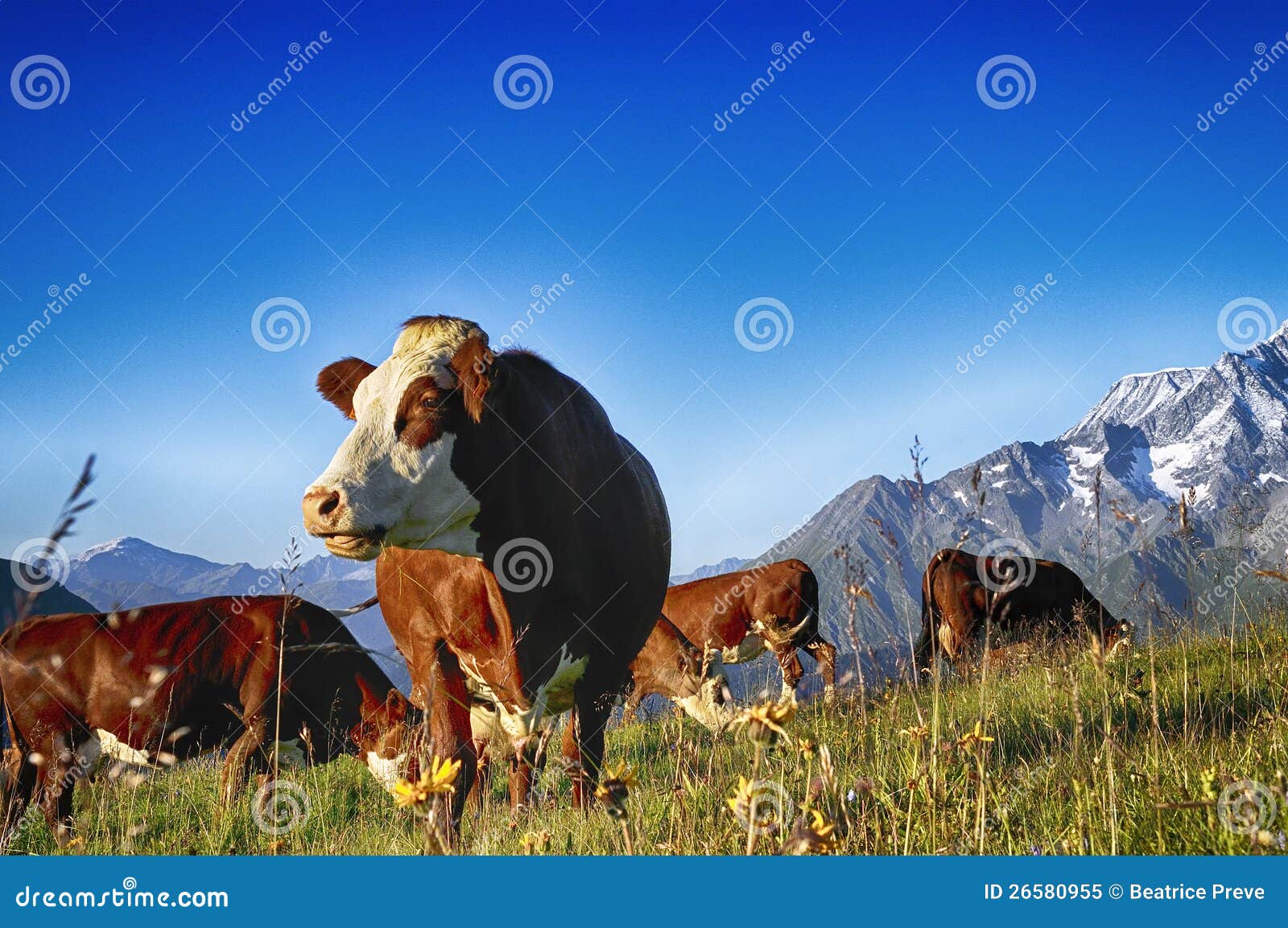 Mucca alpina immagine stock. Immagine di cassa, ruminante - 26580955