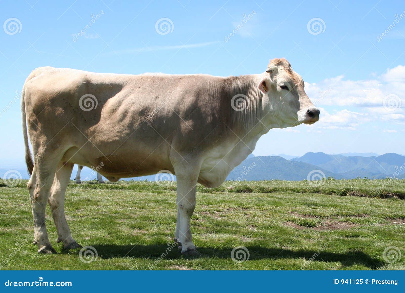 Mucca alpina. immagine stock. Immagine di prato, alpino - 941125