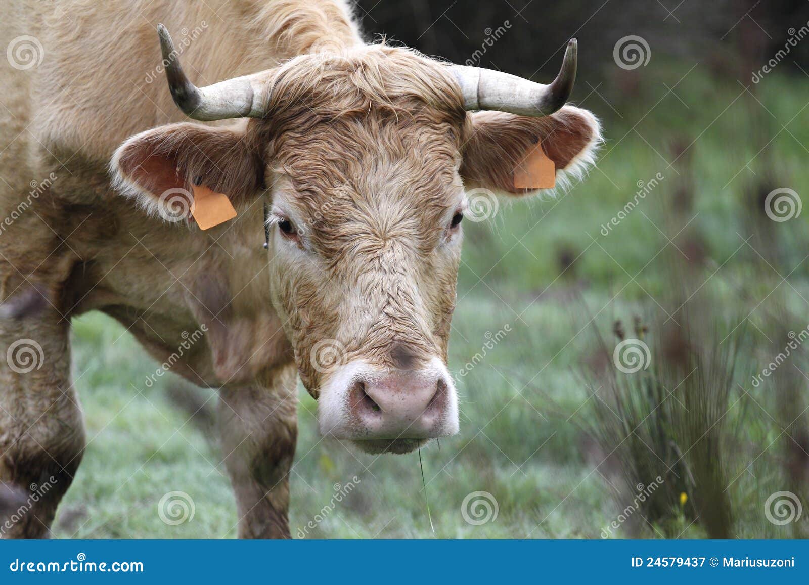 Mucca Alpina Marrone Spagnola Immagine Stock - Immagine di bovino ...