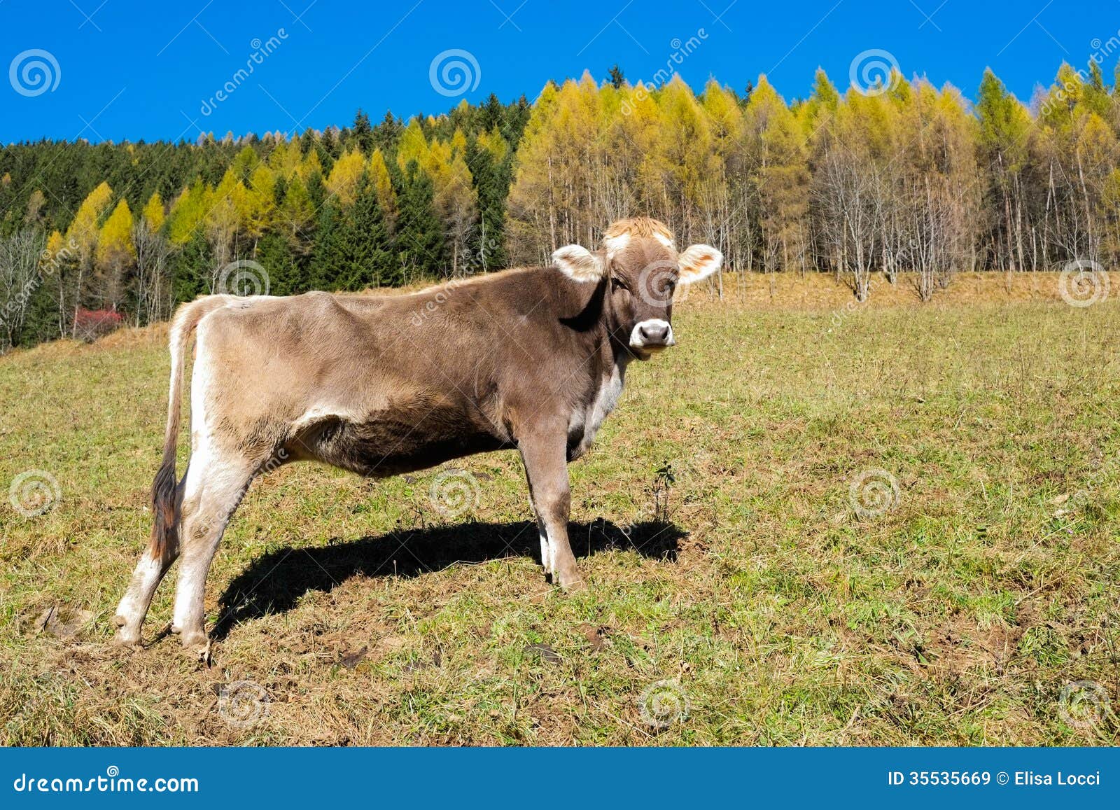 Mucca in autunno immagine stock. Immagine di mucca, pascolo - 35535669