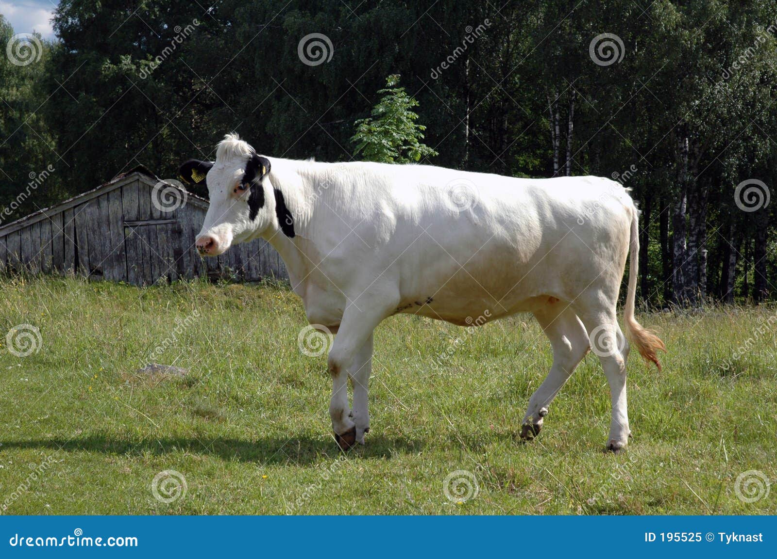Mucca bianca immagine stock. Immagine di estate, campagna - 195525