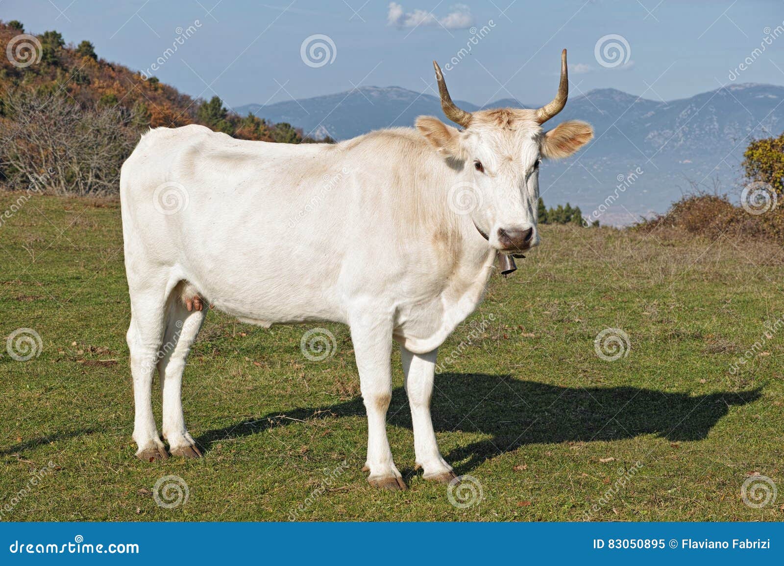 Mucca bianca immagine stock. Immagine di fieno, animale - 83050895