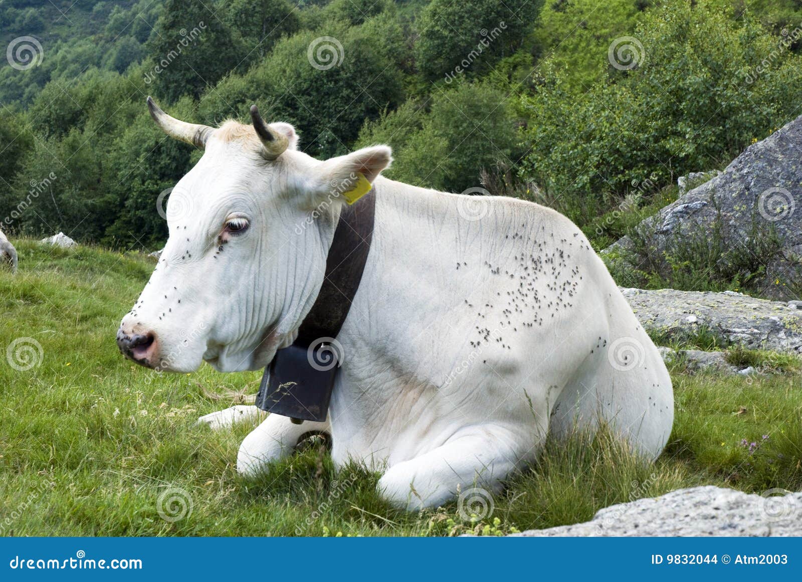Mucca bianca fotografia stock. Immagine di industria, esterno - 9832044