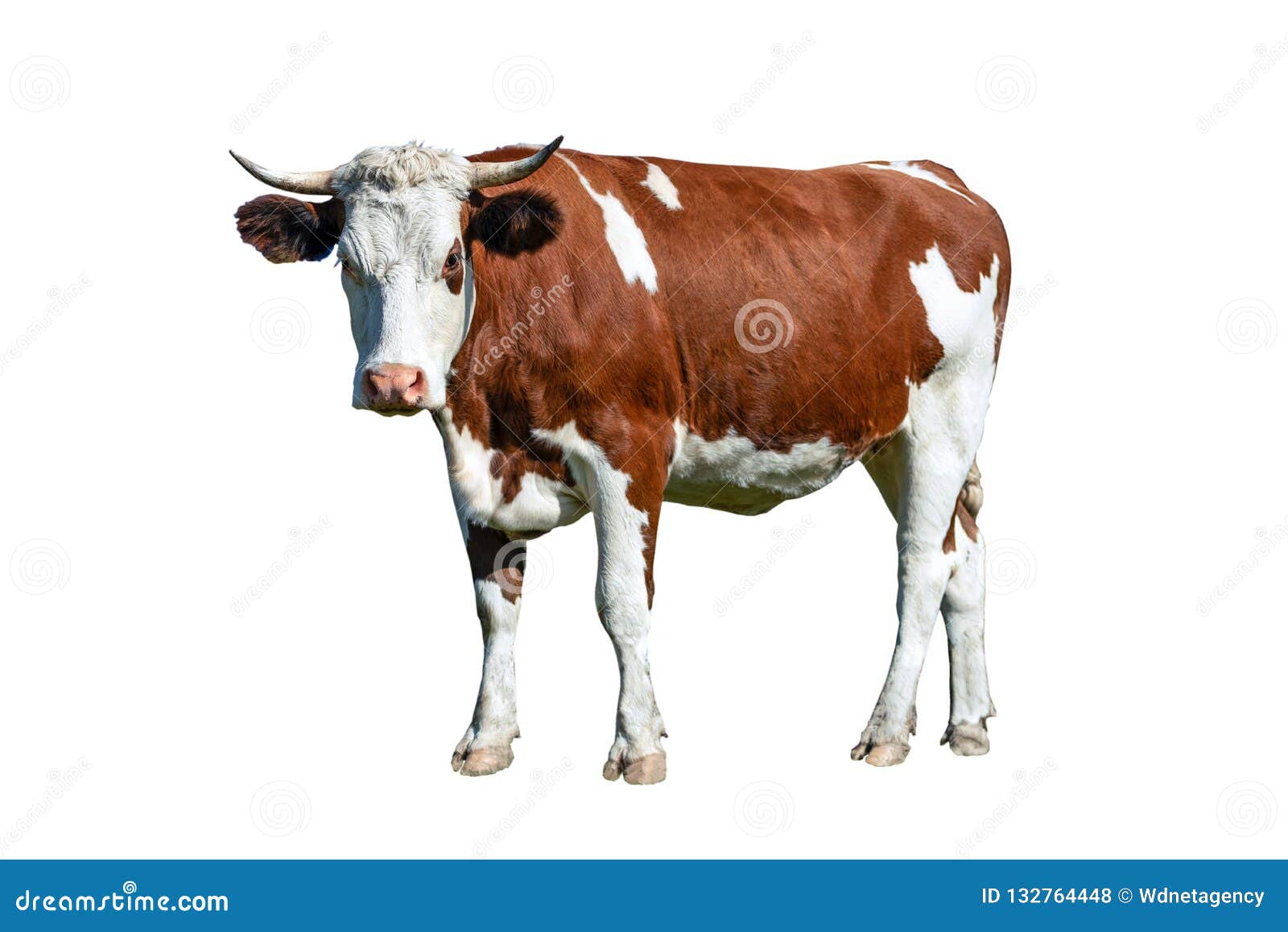 Mucca Bianca E Marrone Della Latteria Fotografia Stock - Immagine di ...