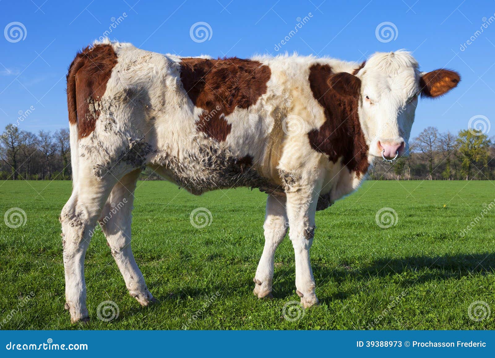 Mucca Bianca E Marrone Su Erba Verde Immagine Stock - Immagine di ...