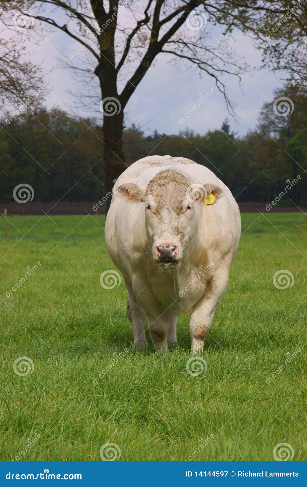 Mucca bianca grassa immagine stock. Immagine di mucca - 14144597