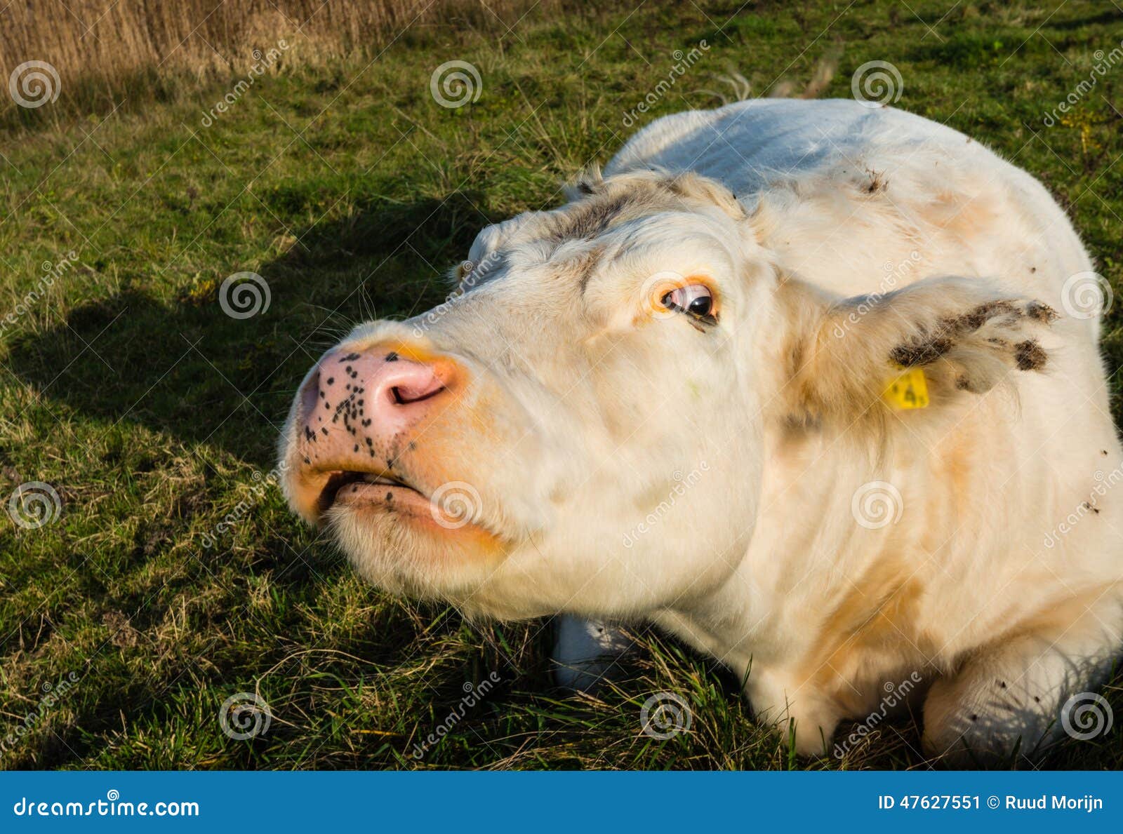 Mucca Bianca Sconosciuto Di Aspetto Dalla Fine Immagine Stock ...
