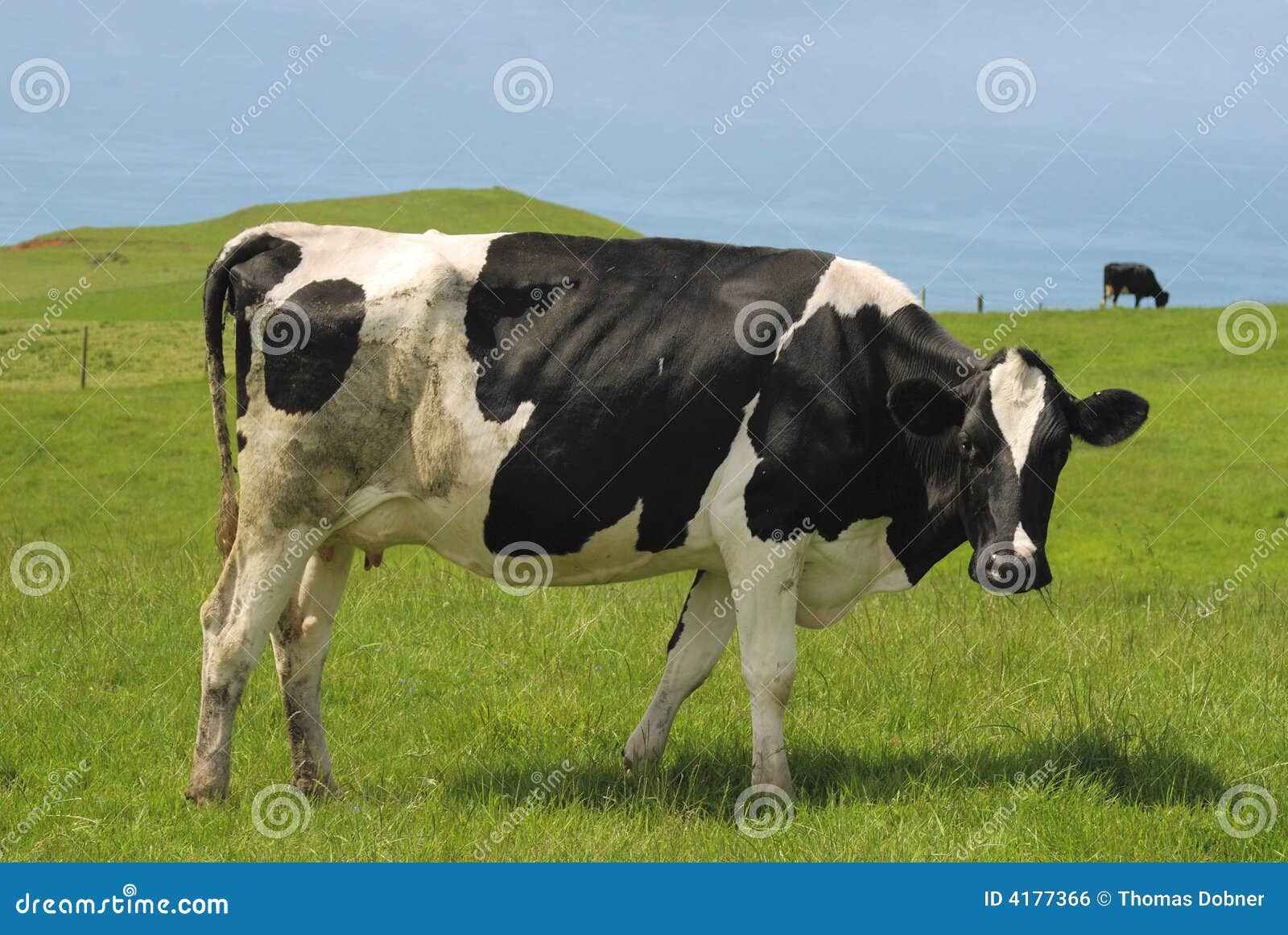 Mucca in bianco e nero fotografia stock. Immagine di bestiami - 4177366