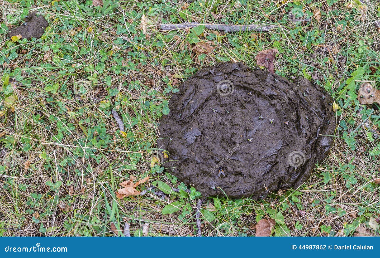 Mucca cacata nell'erba fotografia stock. Immagine di rurale - 44987862