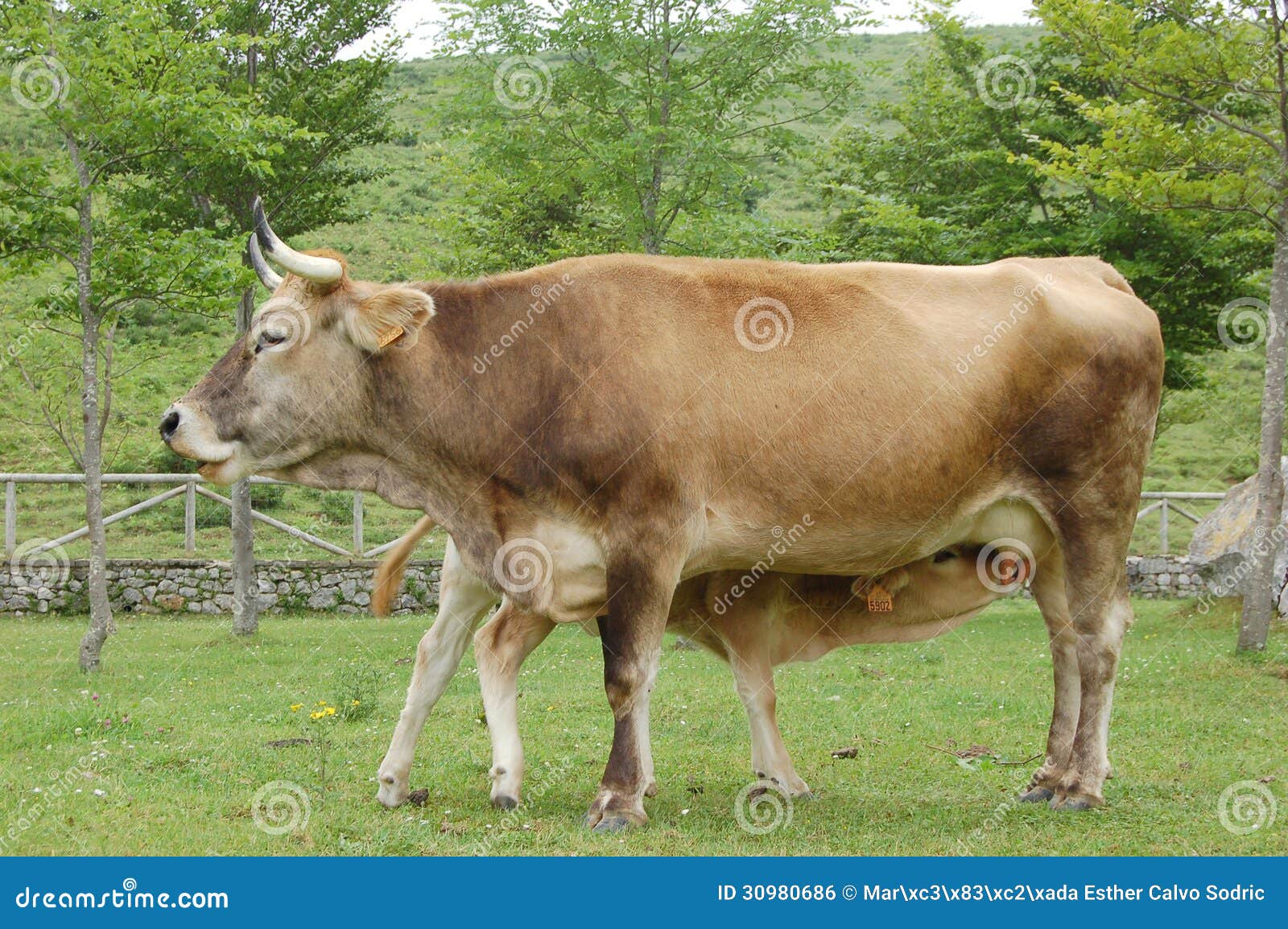Mucca Che Alimenta Un Vitello Fotografia Stock - Immagine di rurale ...