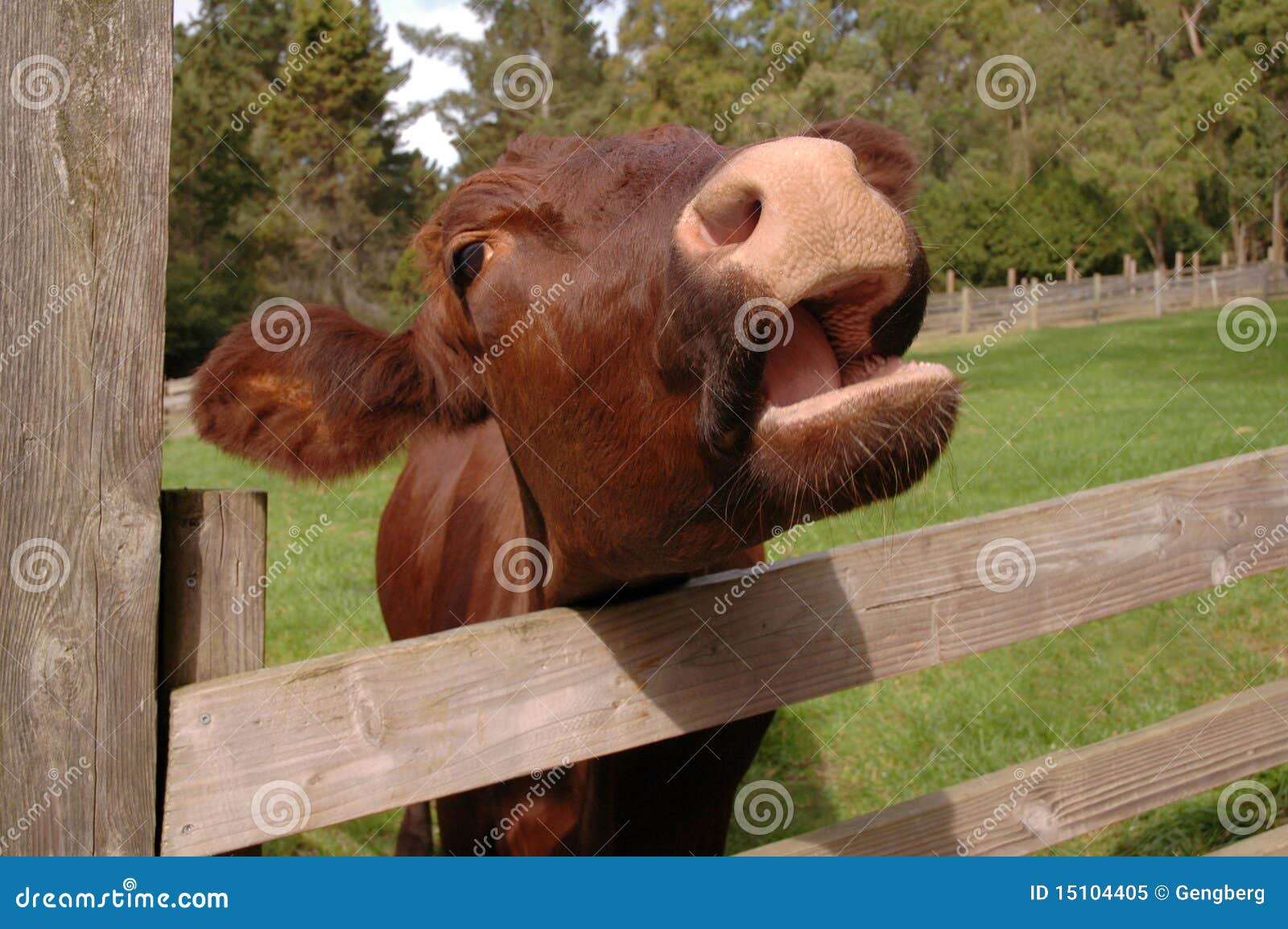 Mucca che dice MOO immagine stock. Immagine di colloquio - 15104405