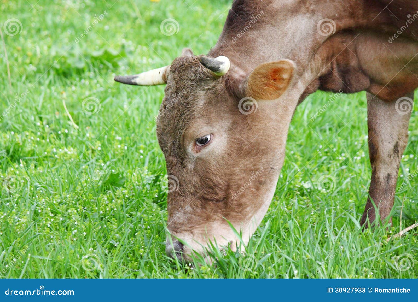 Mucca che mangia erba fotografia stock. Immagine di vista - 30927938