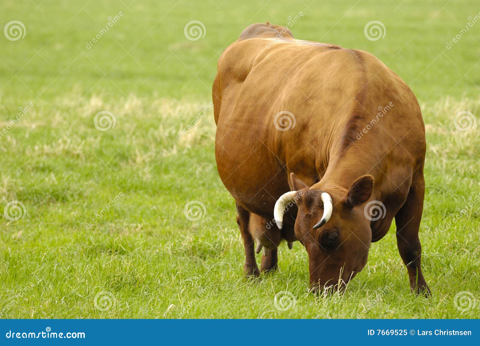 Mucca che mangia erba immagine stock. Immagine di corni - 7669525