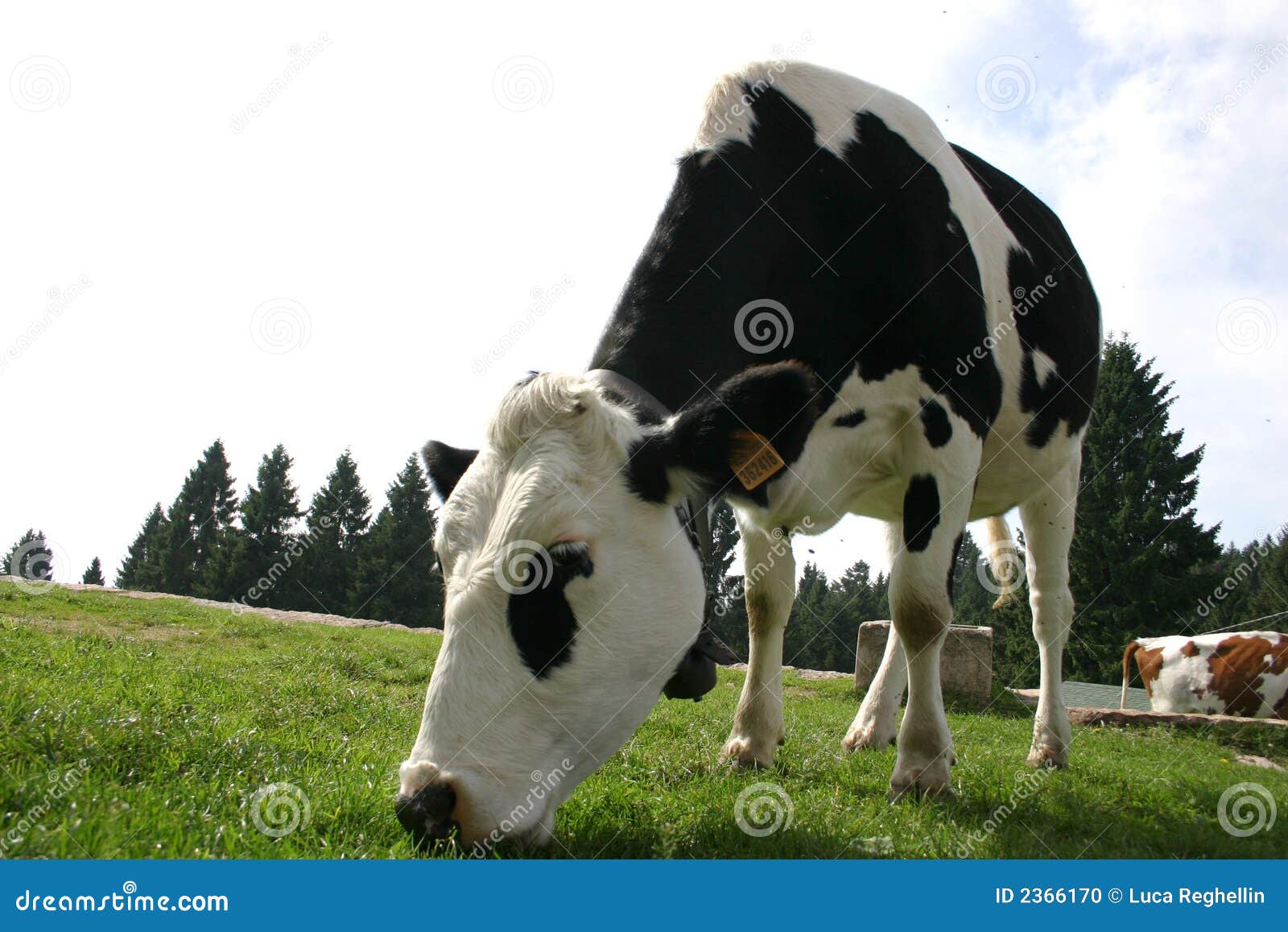 Mucca Che Mangia Erba - Pascolo Fotografia Stock - Immagine di montagne ...