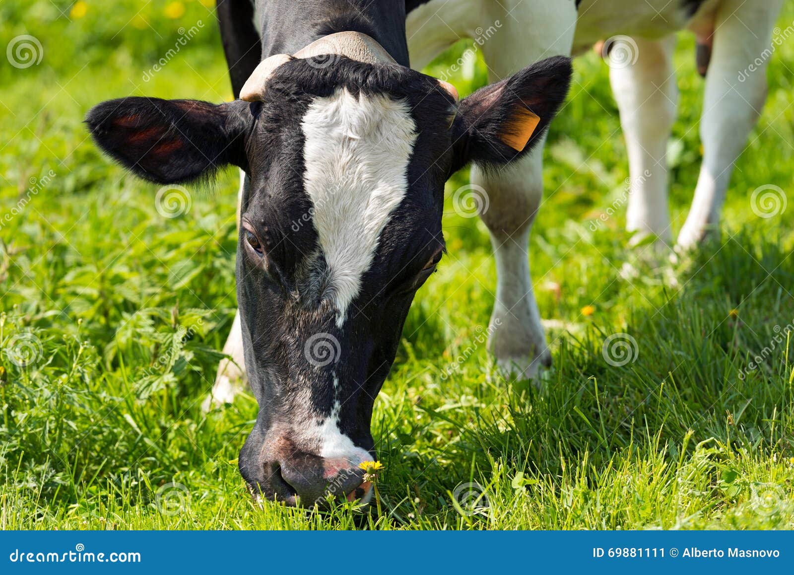 Mucca Che Mangia Erba Verde Su Un Prato Immagine Stock - Immagine di ...