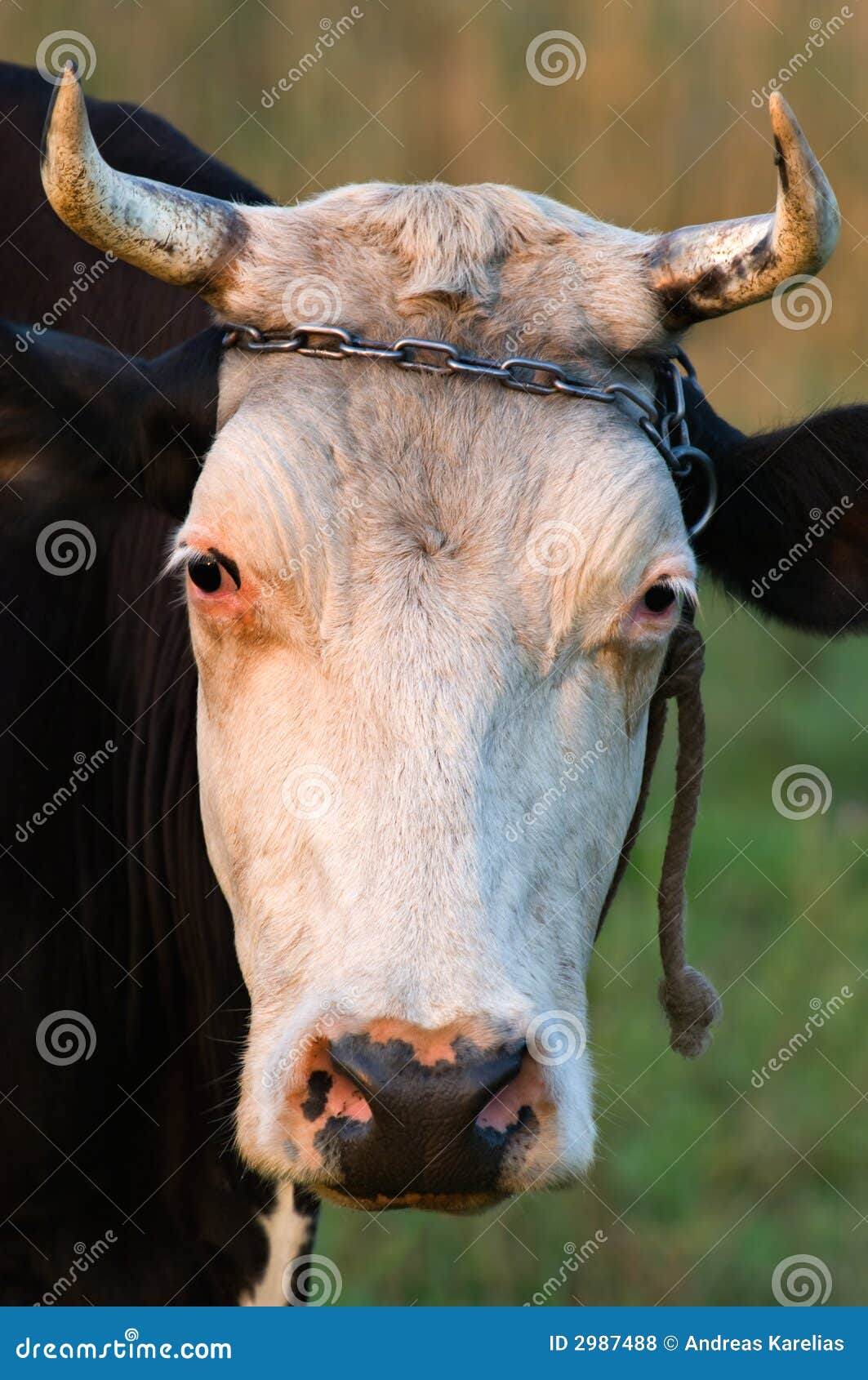 Mucca con i corni fotografia stock. Immagine di ritratto - 2987488