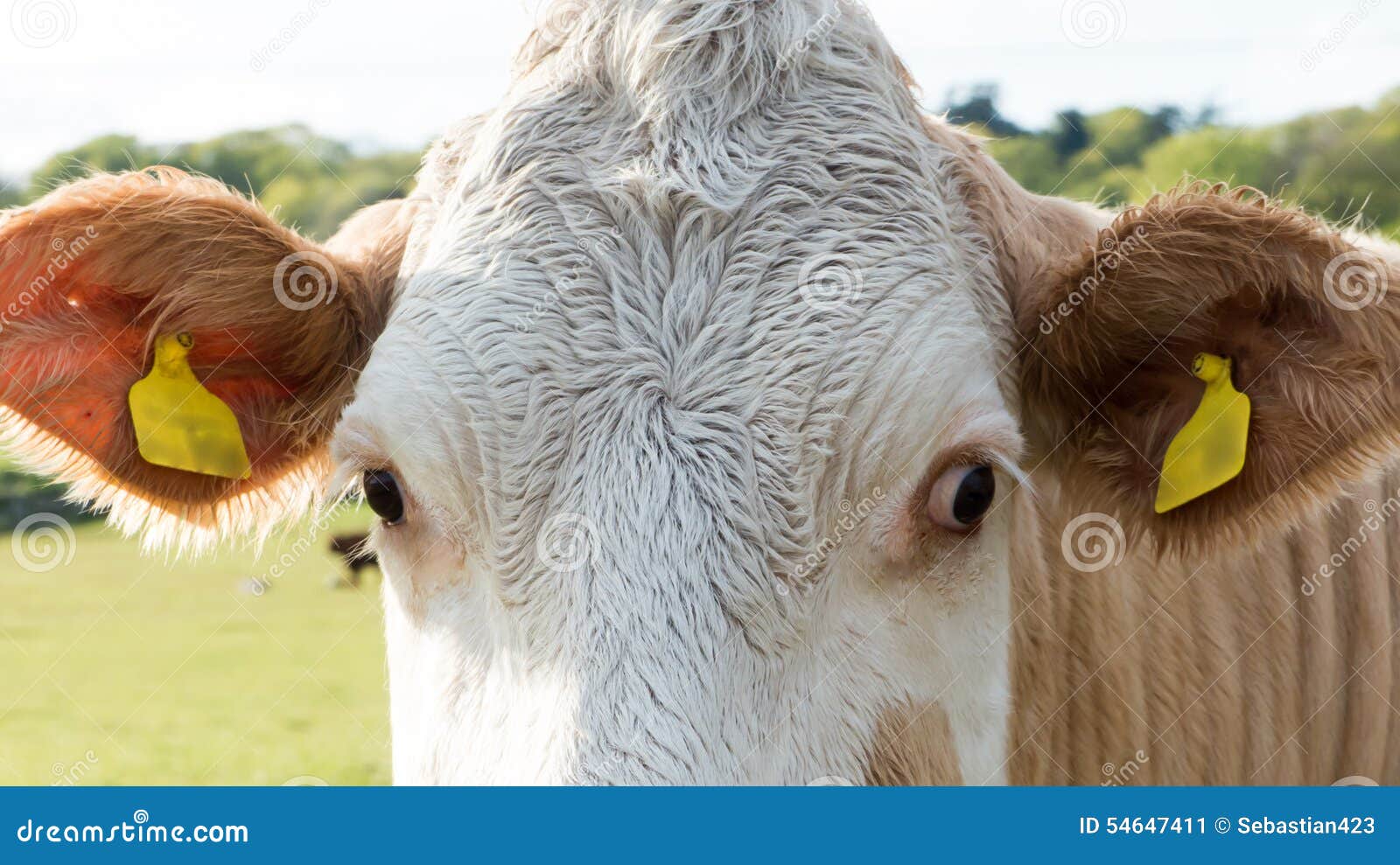 Mucca con i grandi occhi immagine stock. Immagine di agricoltura - 54647411