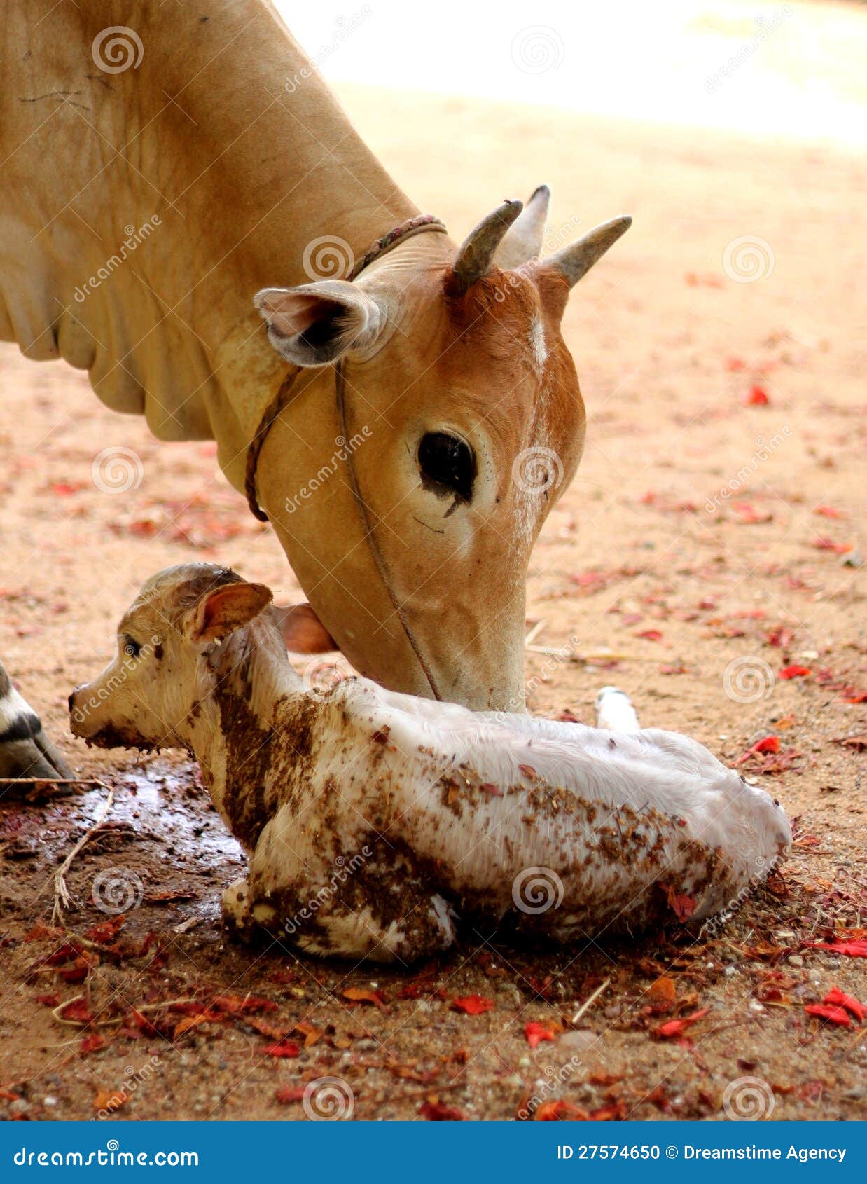 Mucca Con Il Vitello Appena Nato Fotografia Stock - Immagine di anima ...