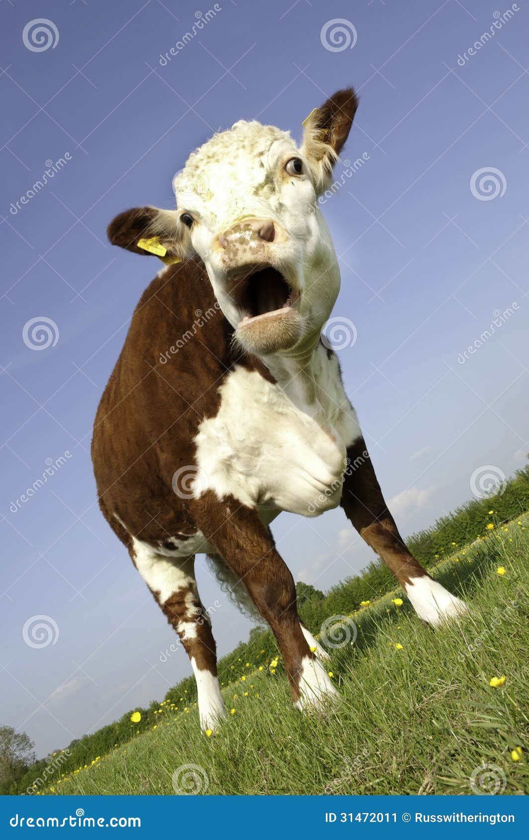 Mucca con la bocca aperta immagine stock. Immagine di bocca - 31472011