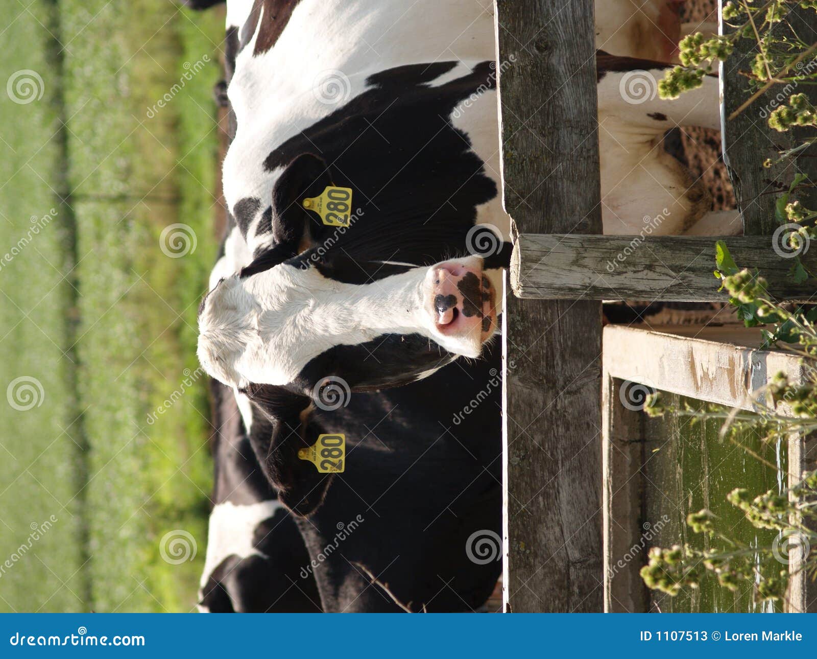 Mucca da latte immagine stock. Immagine di formaggio, bestiami - 1107513