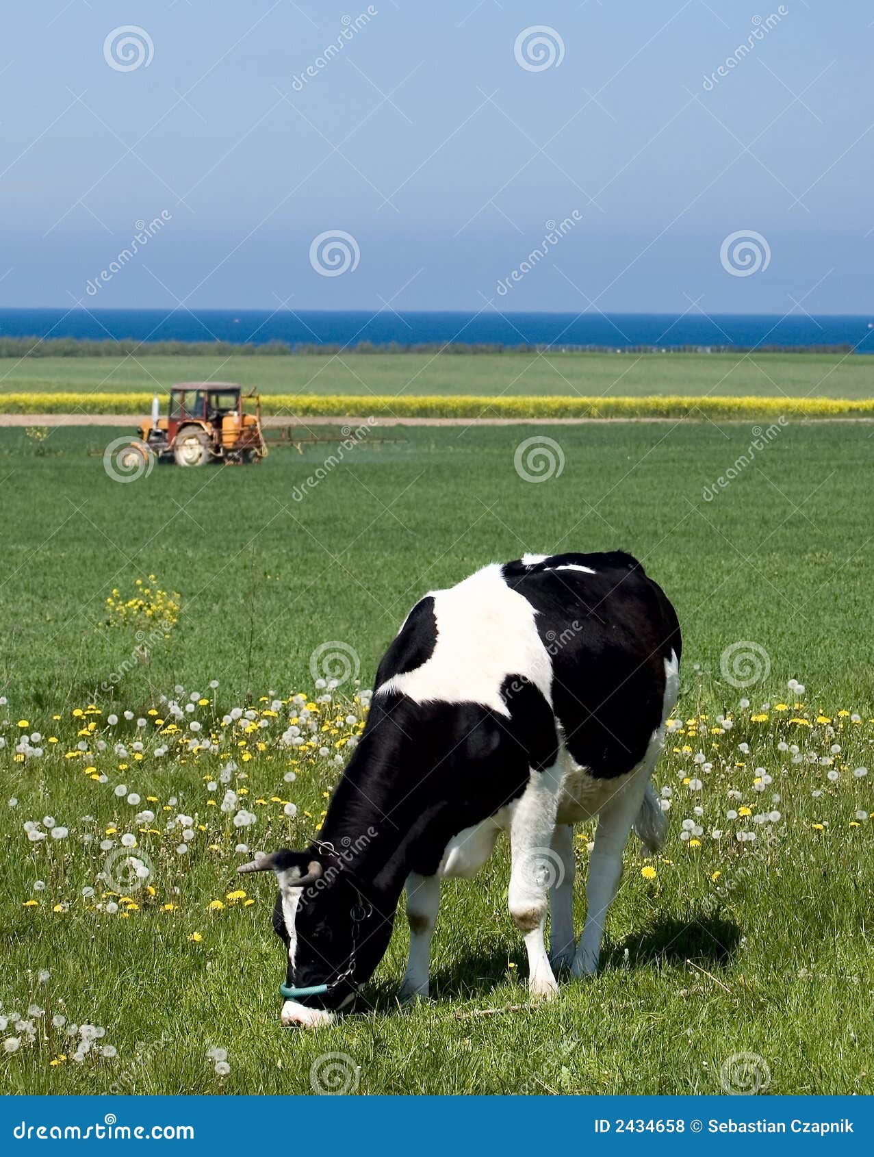 Mucca da latte fotografia stock. Immagine di pascolo, bestiame - 2434658