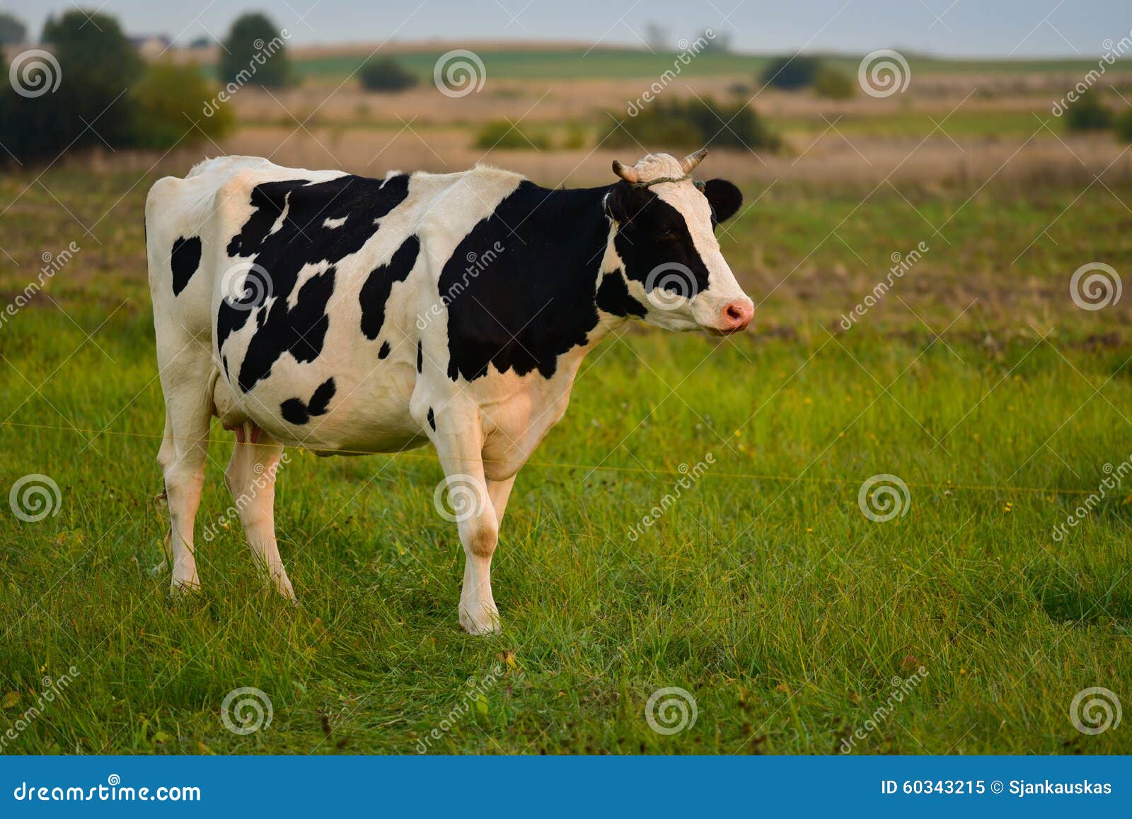 Mucca da latte immagine stock. Immagine di terra, podere - 60343215