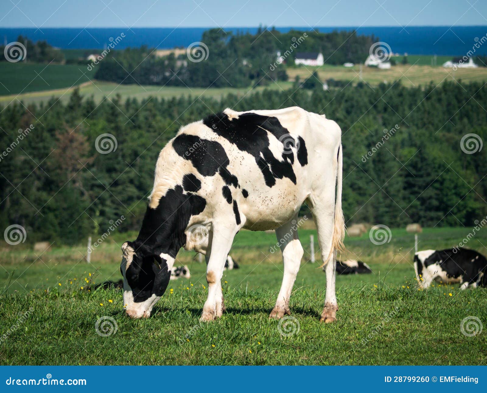 Mucca Da Latte Che Pasce Nel Pascolo Fotografia Stock - Immagine di ...