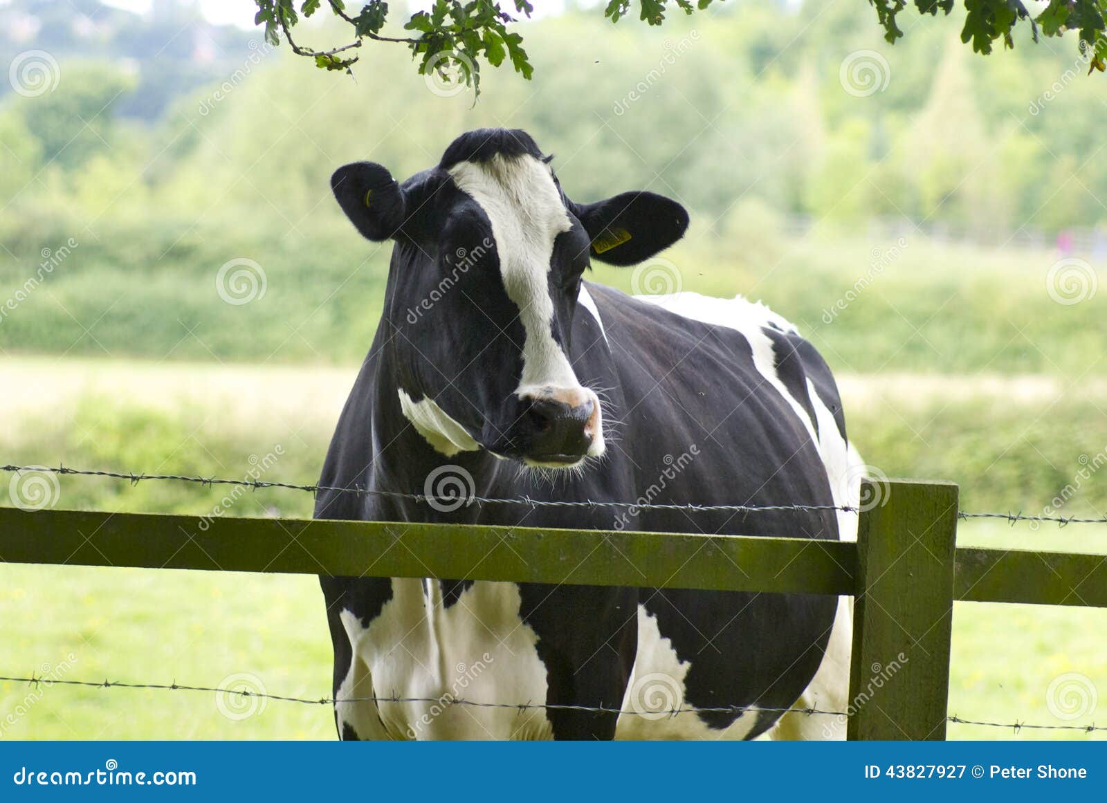 Mucca Da Latte Che Pasce Un Prato Immagine Stock - Immagine di prato ...