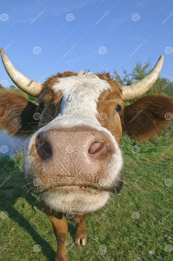 Mucca da latte curiosa immagine stock. Immagine di faccia - 24529007