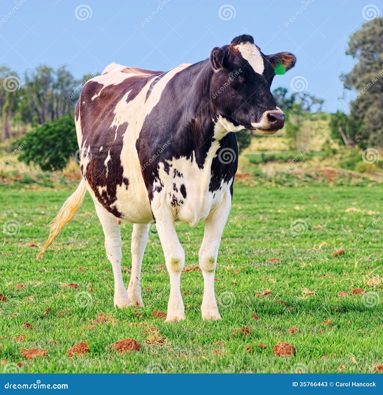Mucca Da Latte Del Jersey Dell'Holstein Immagine Stock - Immagine di ...