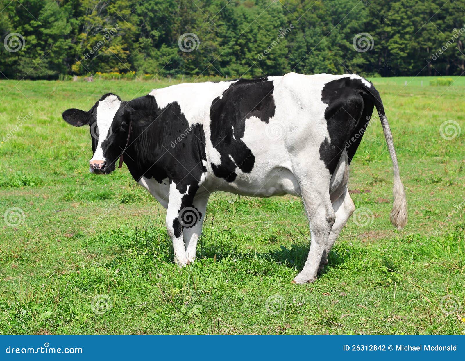 Mucca da latte del Vermont fotografia stock. Immagine di mammella ...