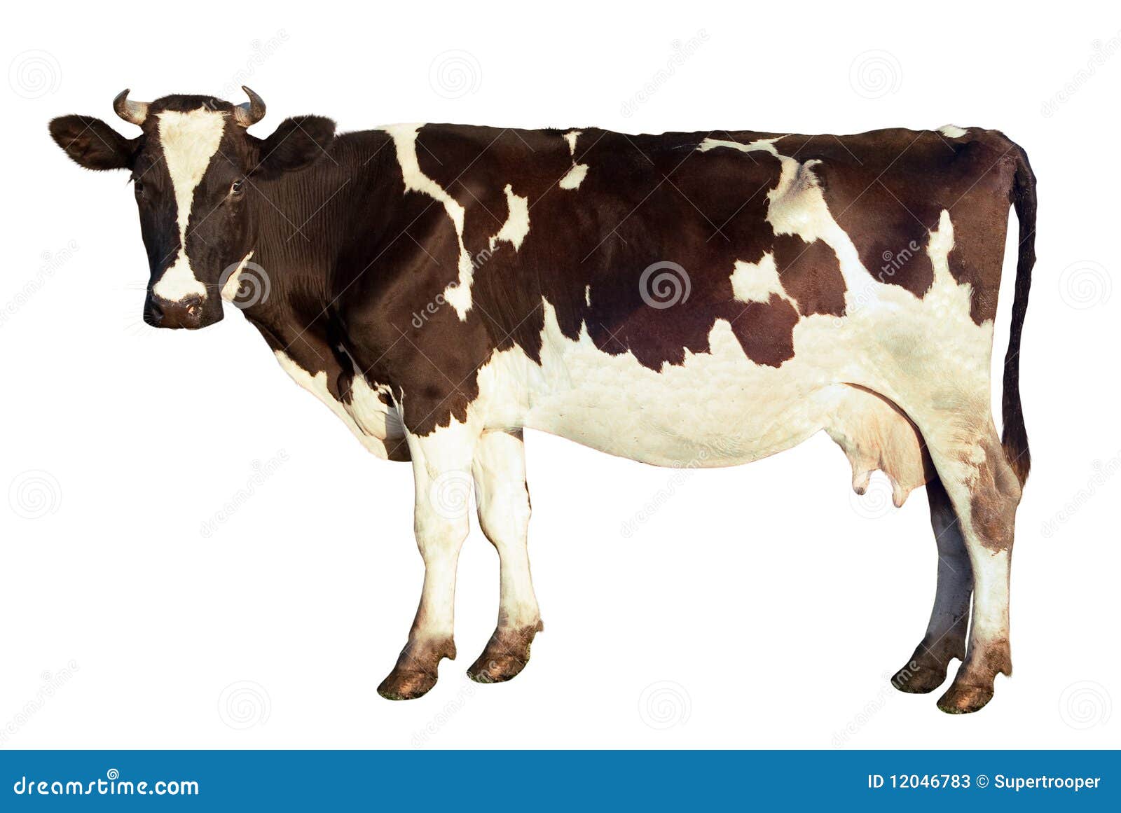 Mucca da latte isolata immagine stock. Immagine di mammifero - 12046783
