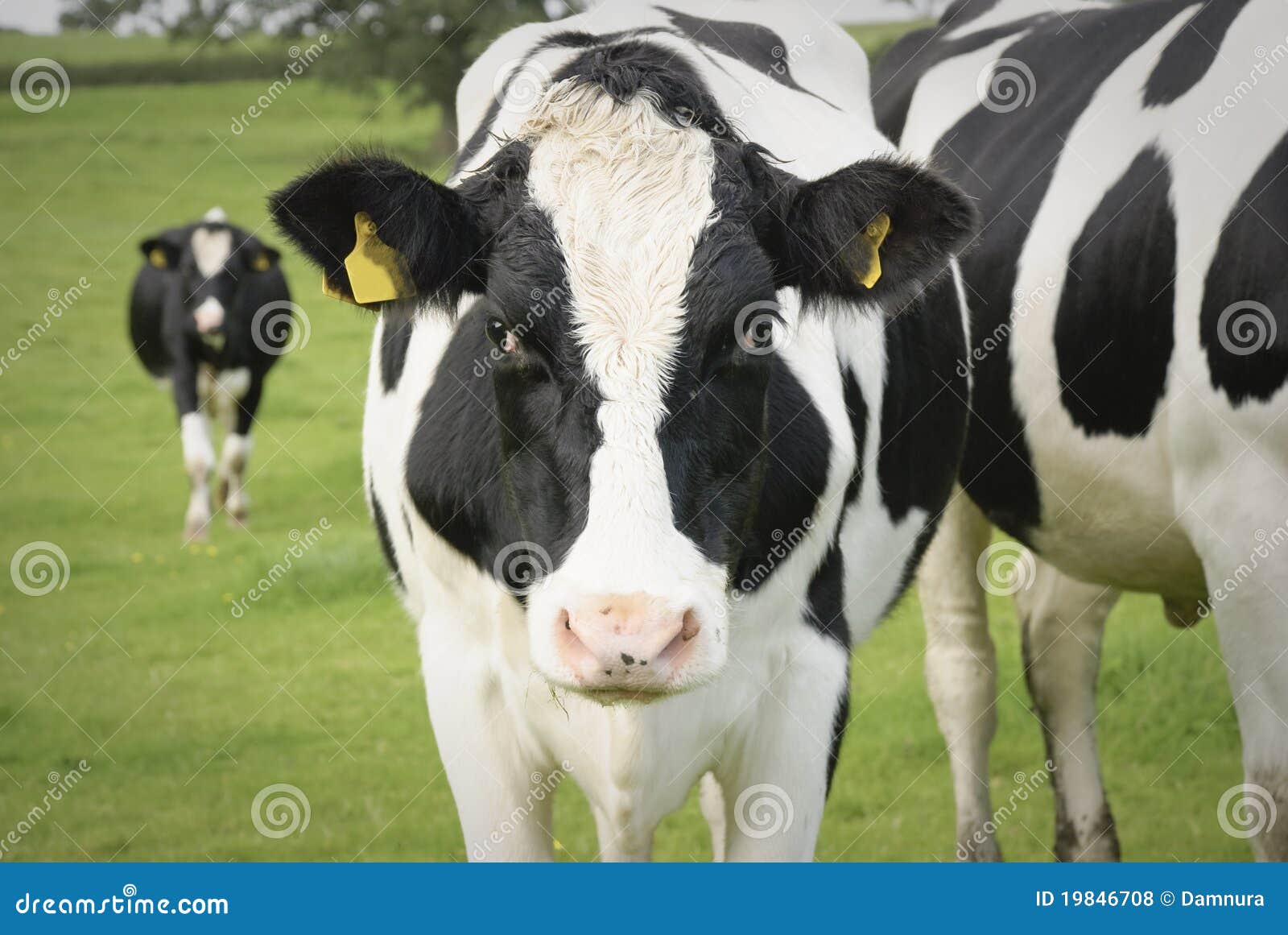 Mucca da latte in pascolo fotografia stock. Immagine di allevamento ...