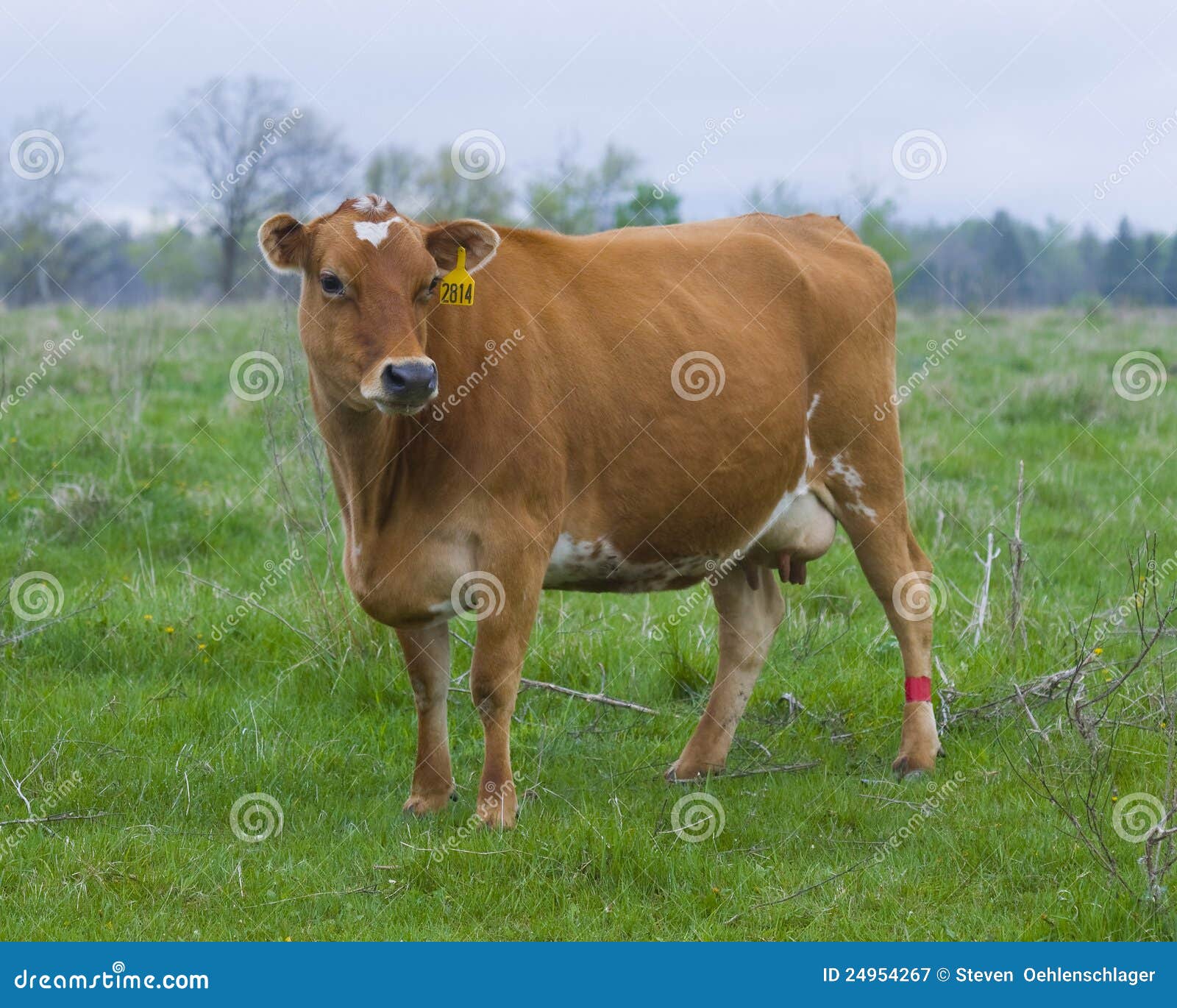 Mucca da latte in pascolo immagine stock. Immagine di rinforzi - 24954267