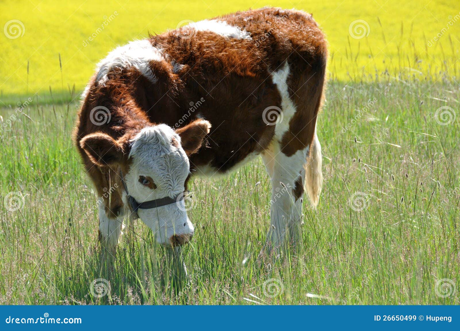 Mucca del bambino immagine stock. Immagine di ambiente - 26650499