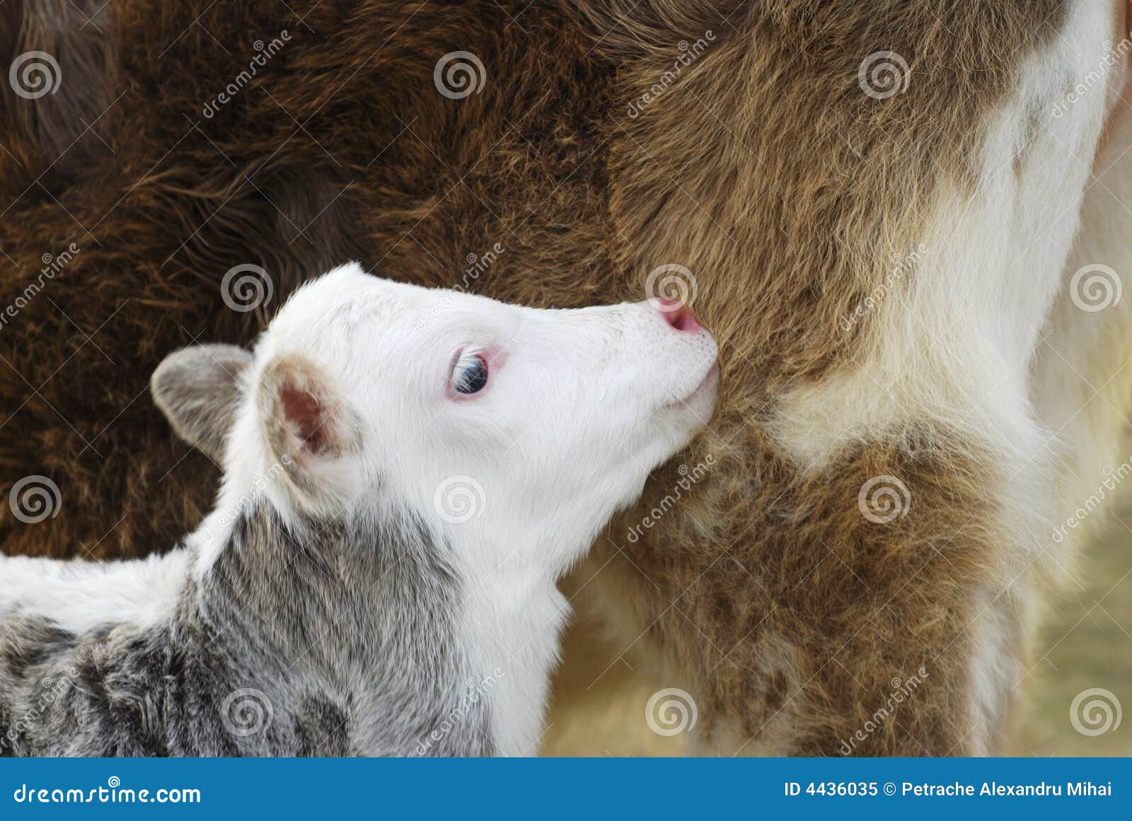 Mucca del bambino immagine stock. Immagine di contemplazione - 4436035